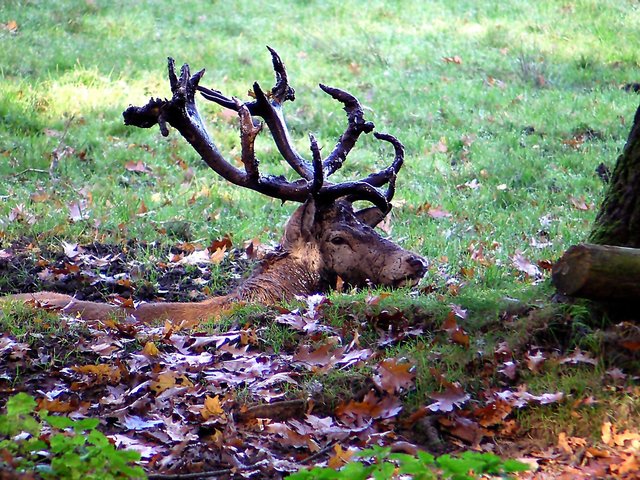 Ein Rothirsch, der am Boden liegt, zeigt gerne seine.... - Essen-Ruhr