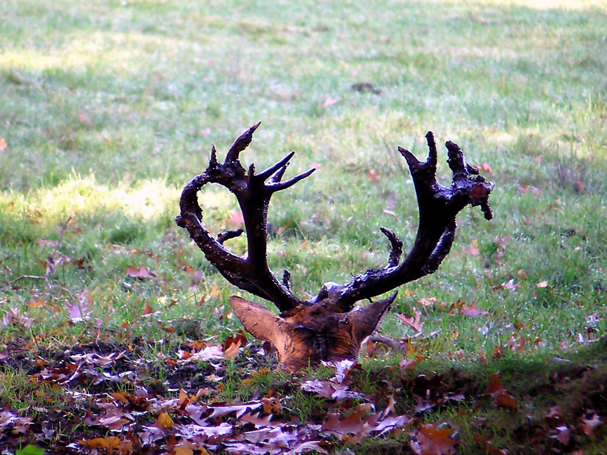 Ein Rothirsch, der am Boden liegt, zeigt gerne seine.... - Essen-Ruhr