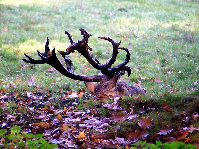 Ein Rothirsch, der am Boden liegt, zeigt gerne seine.... - Essen-Ruhr