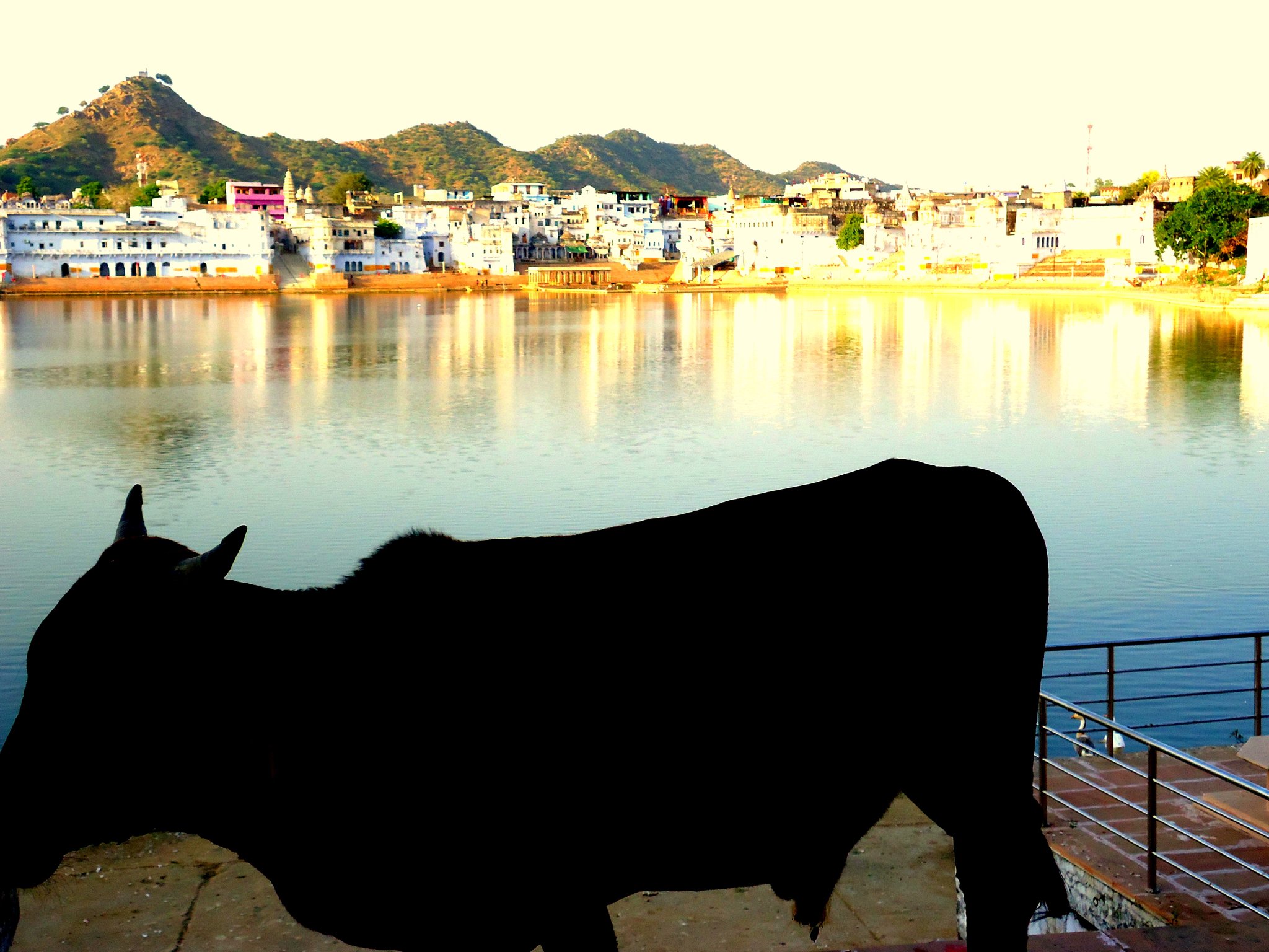 indien - heilige kleine stadt pushkar, der hinduistische wallfahrtsort ...