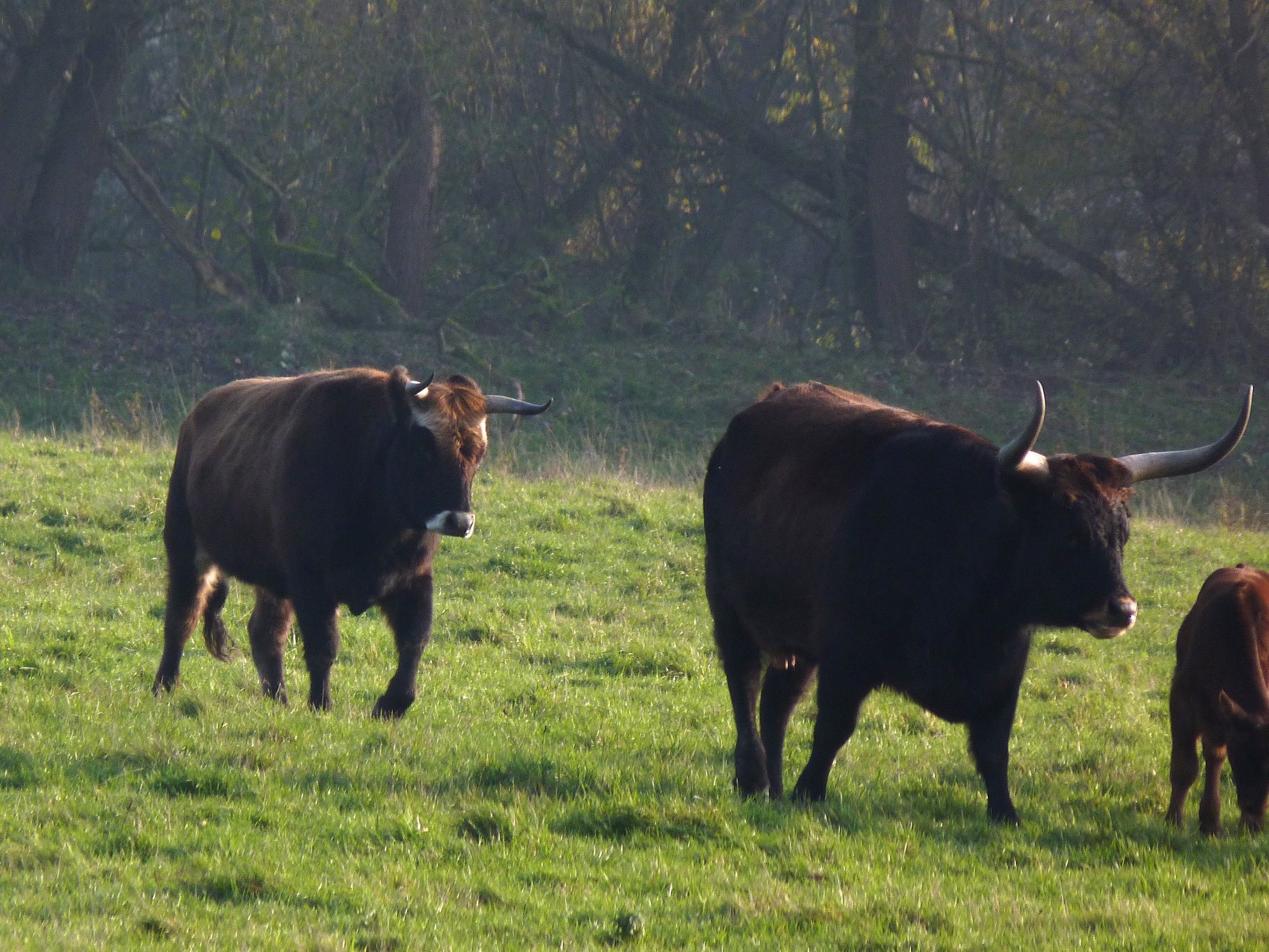 Die Heckrinder von dem Naturschutzgebiet Kiebitzwiese - Bergkamen