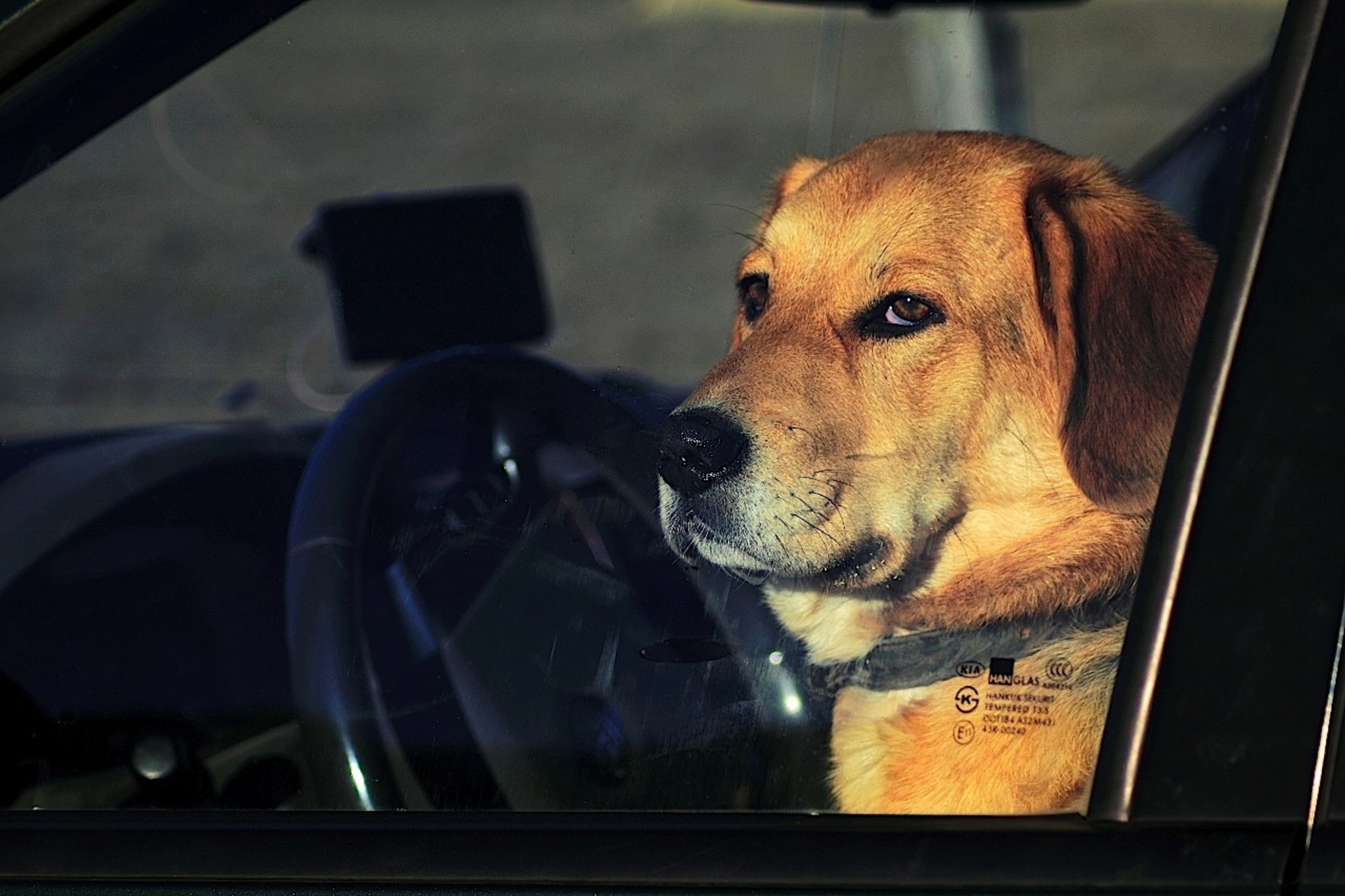 Konkurenz für Dustin-Killian: Rambo fährt mit - Moers