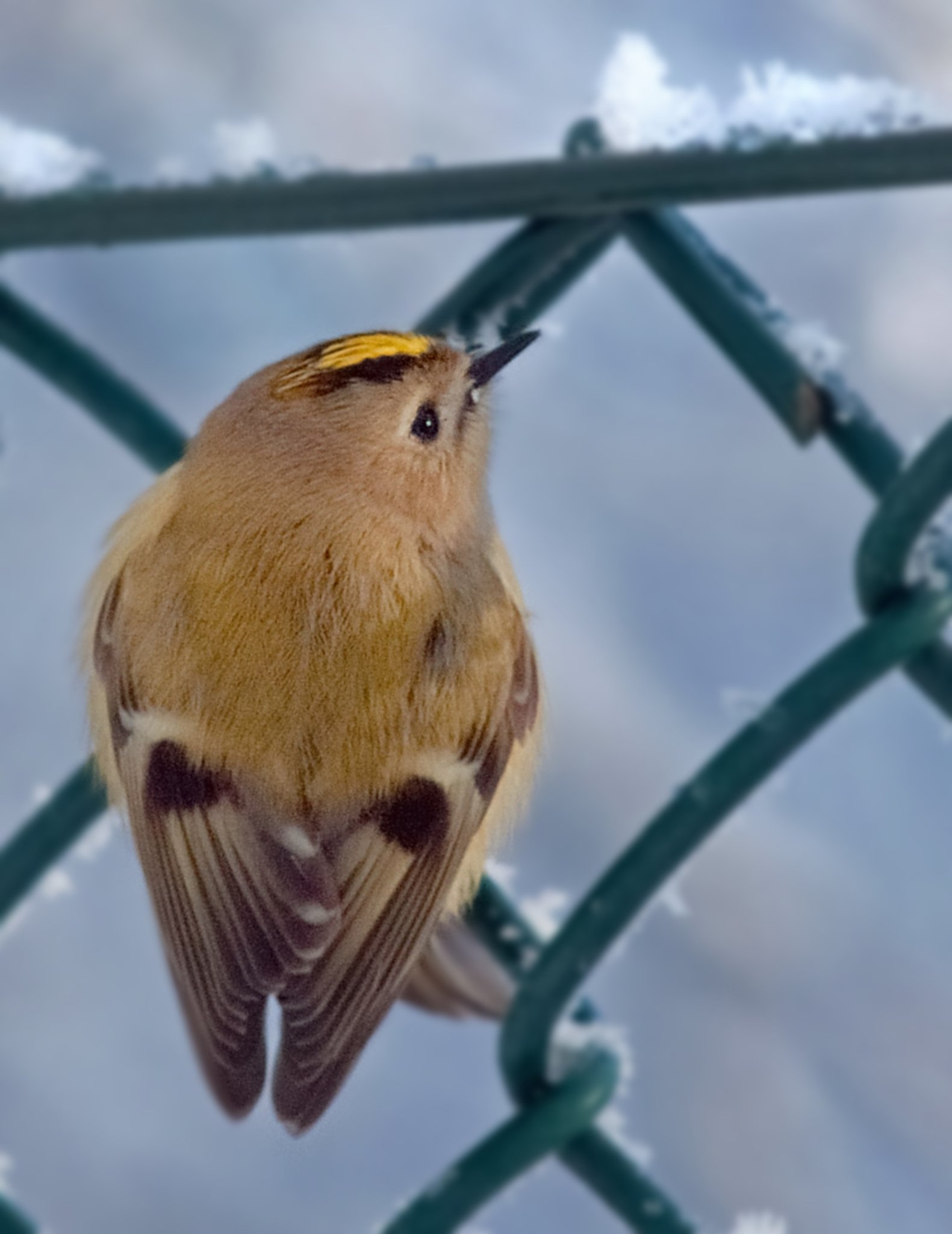 Tier des Monats Dezember: das Wintergoldhähnchen - Witten Tier des Monats Dezember: das Wintergoldhähnchen - Witten