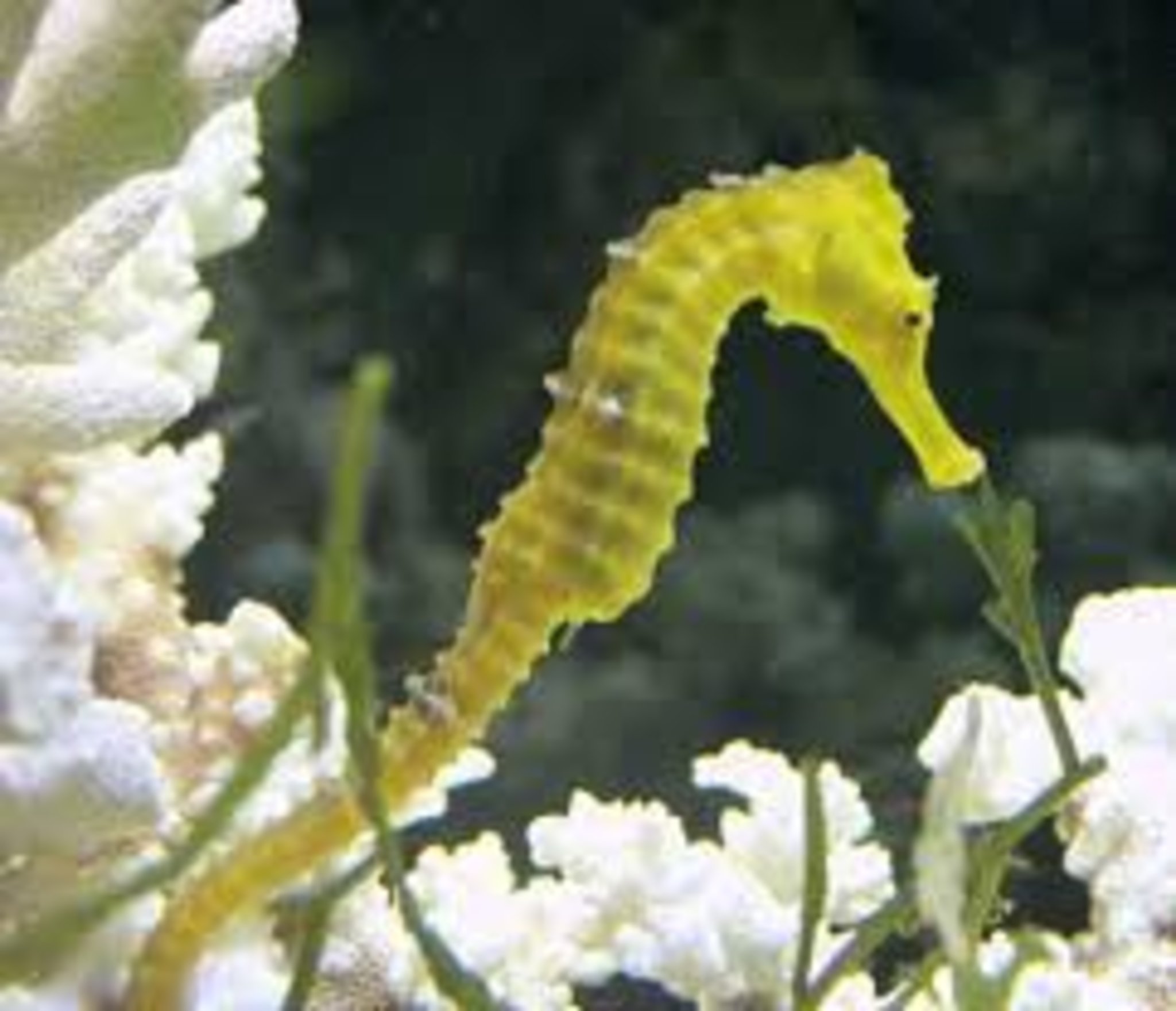 Feucht-fröhliche Seepferdchen mit Sekt - Essen-Werden