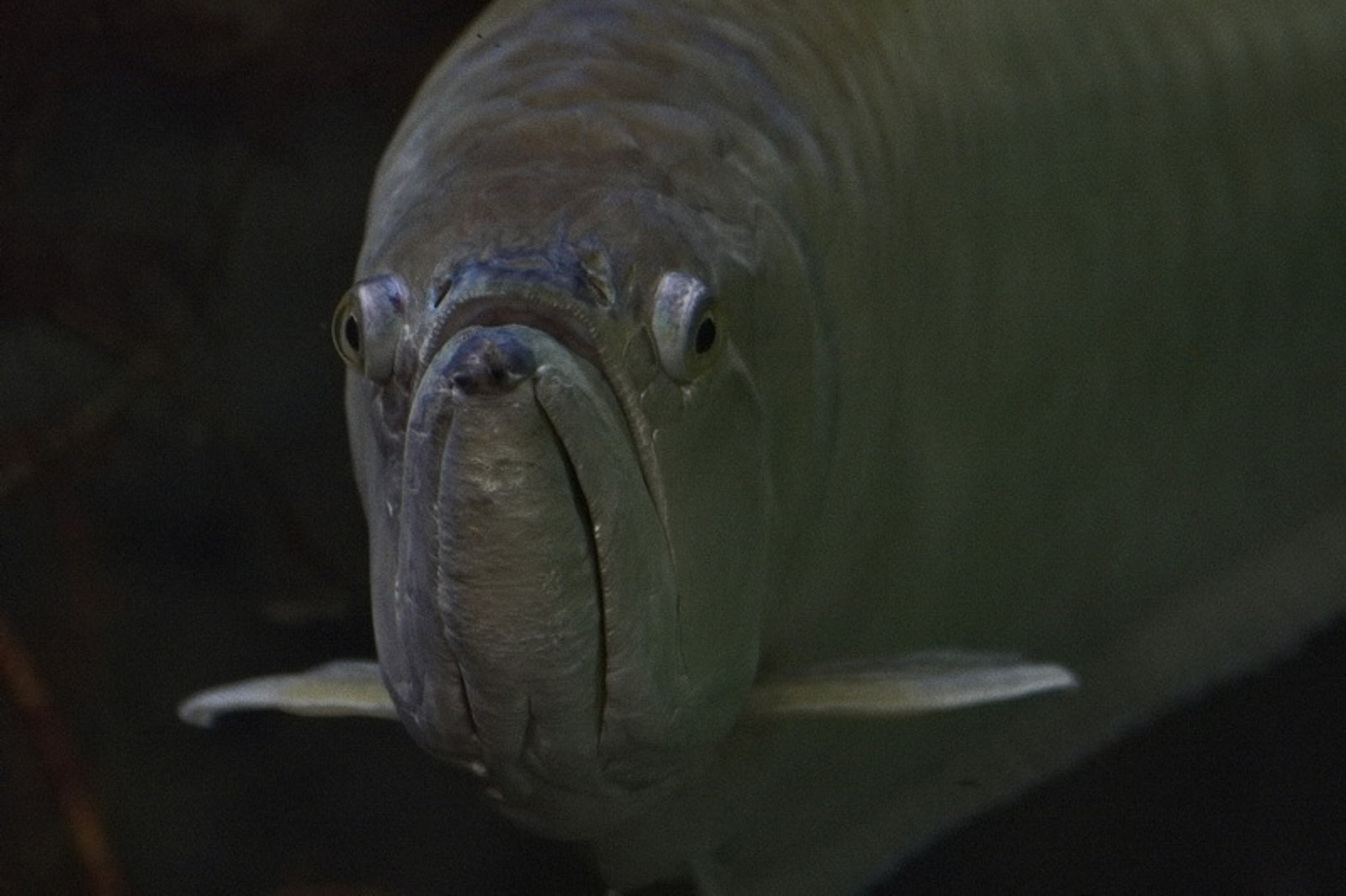 Drei südamerikanische Raubfische ziehen in die Rio Negro Tropenhalle ...