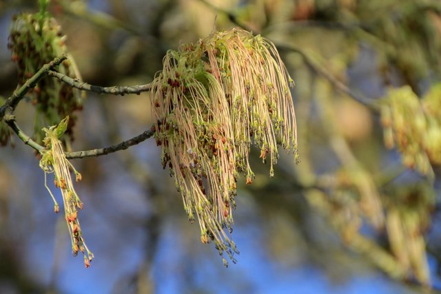Blütenstand des Eschen-Ahorn - Castrop-Rauxel