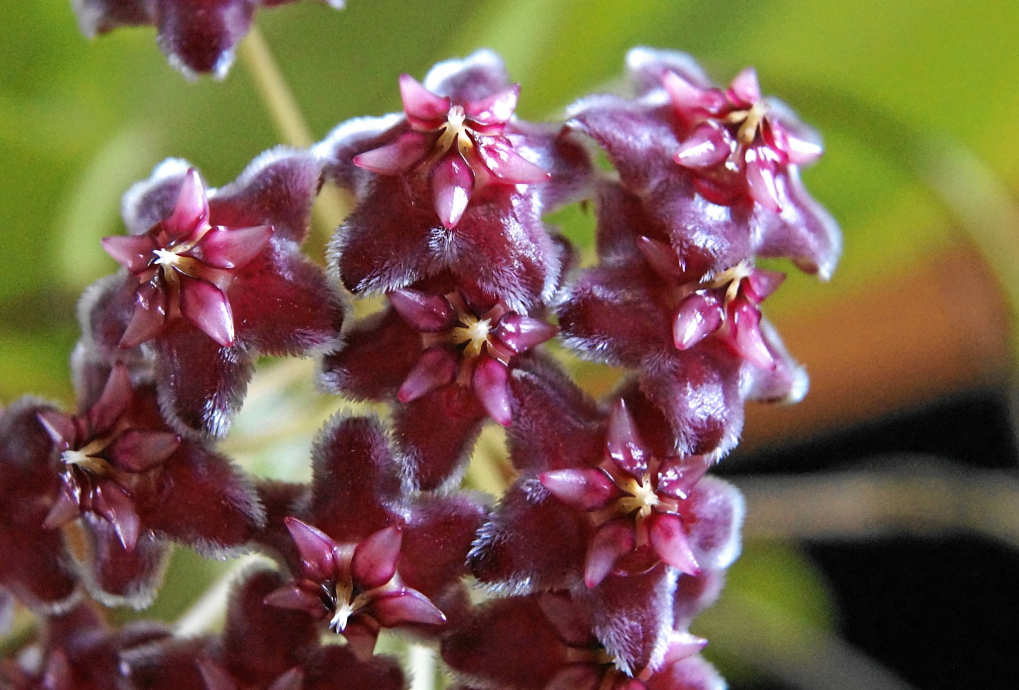 Hoya meliflua...... - Düsseldorf