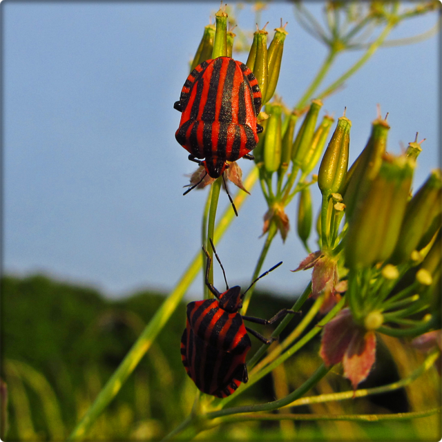 Gilt als schönste heimische Wanzenart: die Streifenwanze (Graphosoma ...
