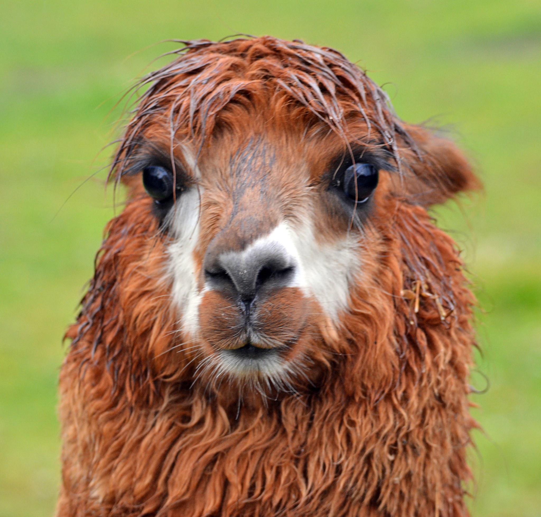 Lama im Regen - Gelsenkirchen