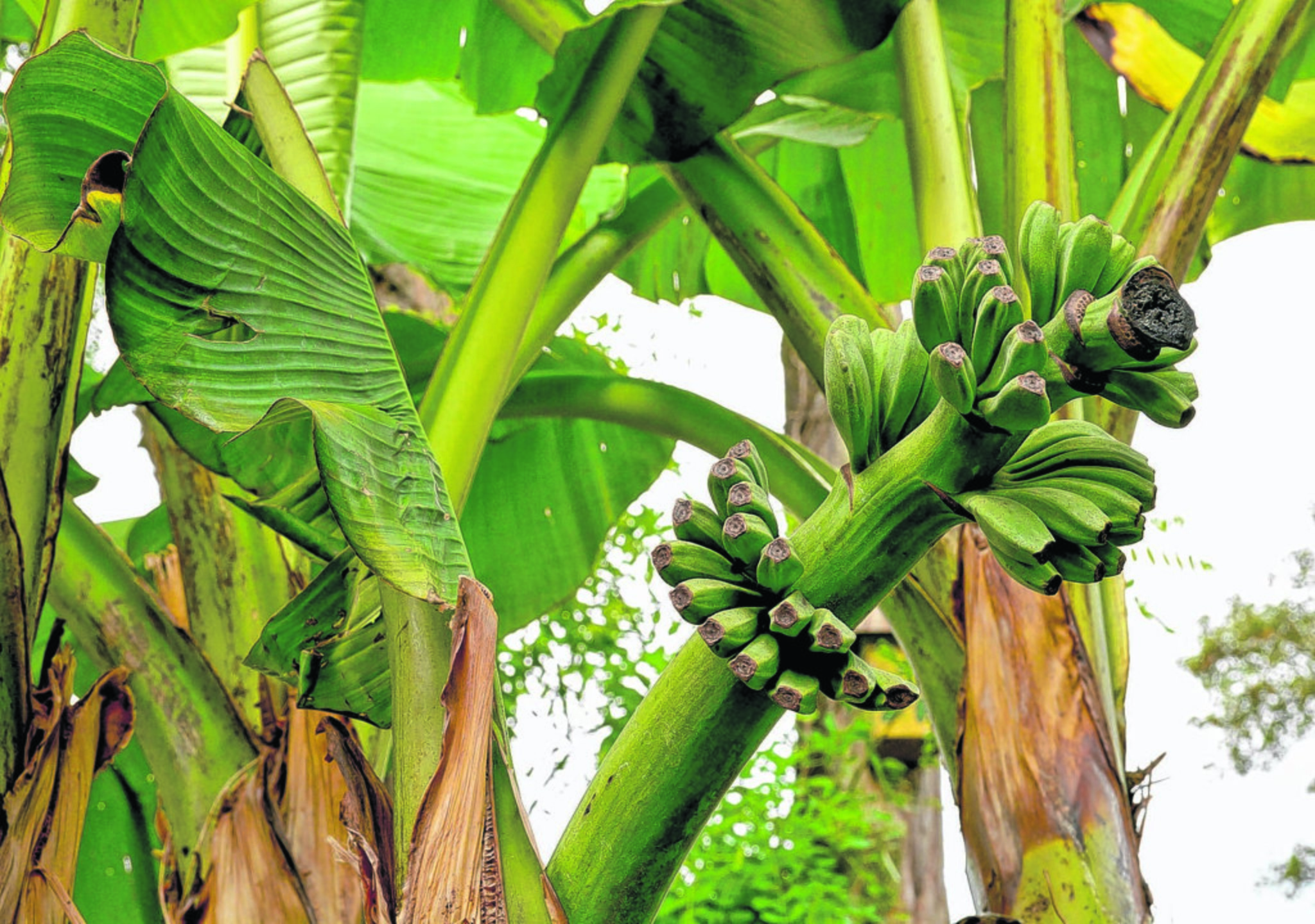 Mildes Klima am Kanal: Bananen reifen in Karnap - Essen-Nord
