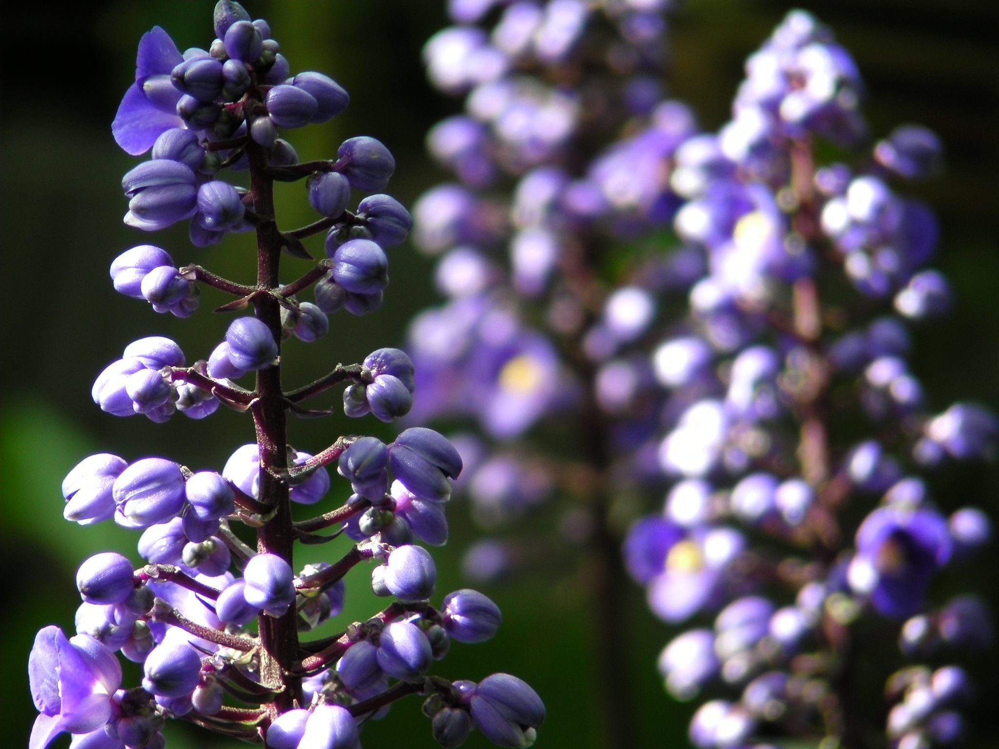 Blauer Ingwer - Essen-Ruhr