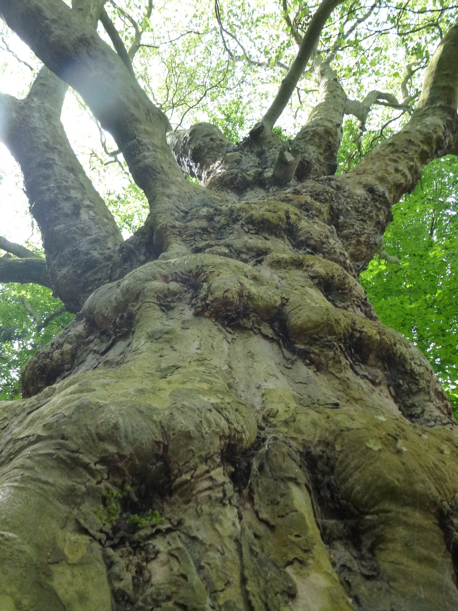 Ein schöner alter Baum - Menden (Sauerland)