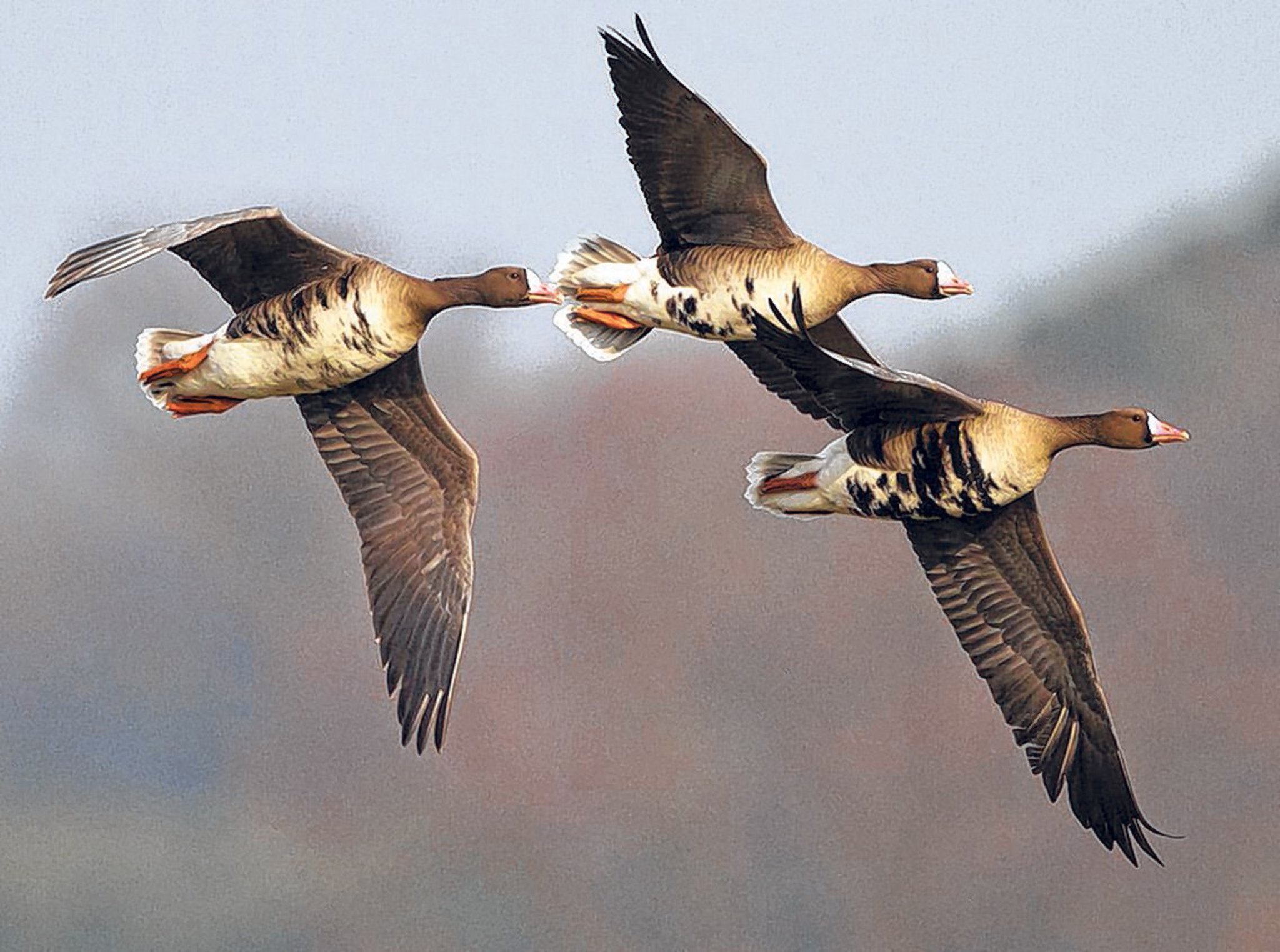 Die Wildgänse sind wieder unterwegs - Wesel