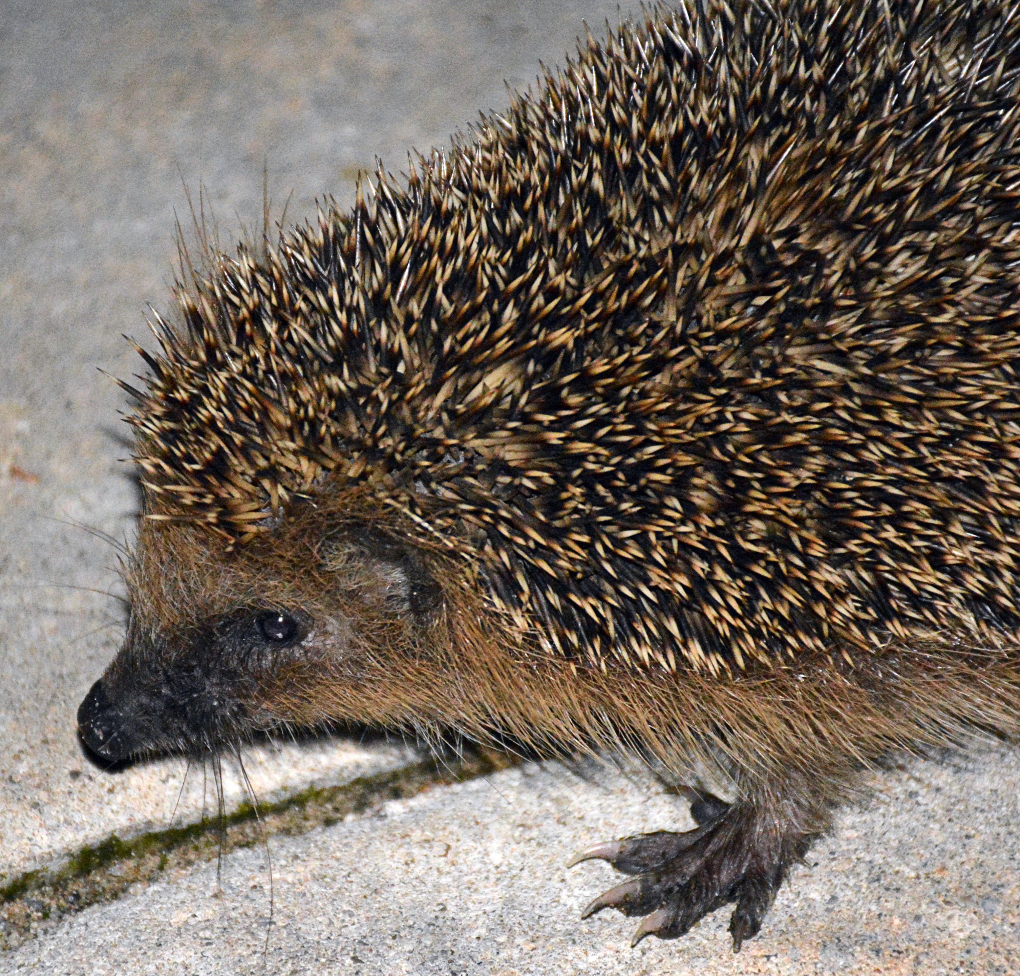 Igel - Gelsenkirchen