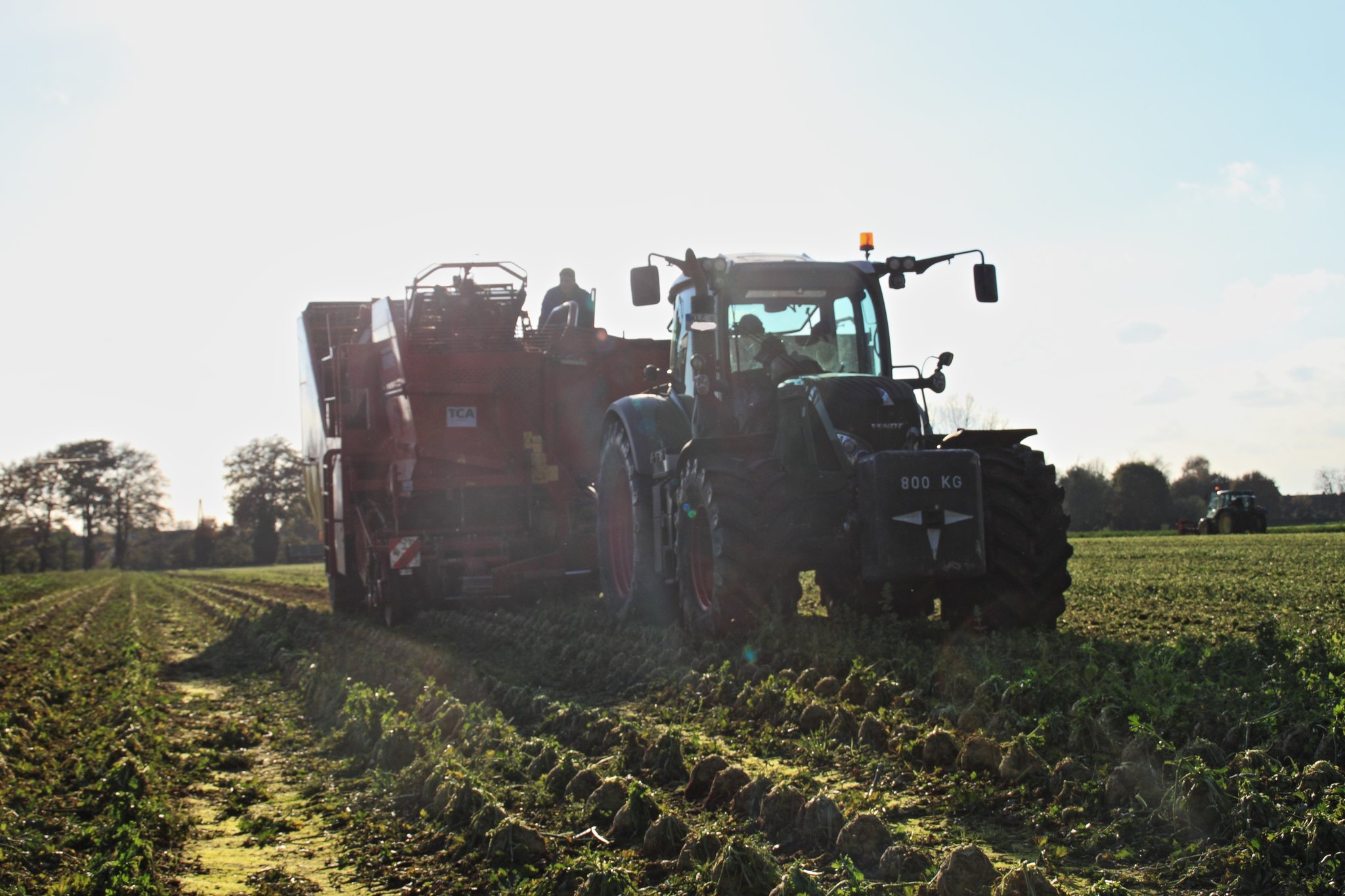 Sellerie Ernte am unteren Niederrhein ... - Kleve