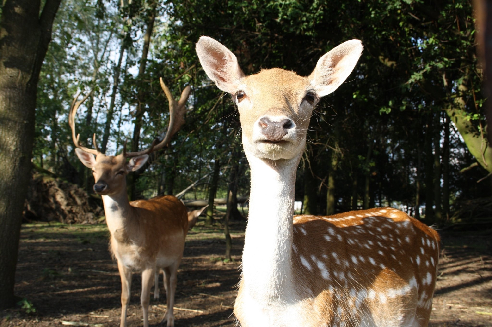 Echte "Rehaugen" - Dortmund-Nord