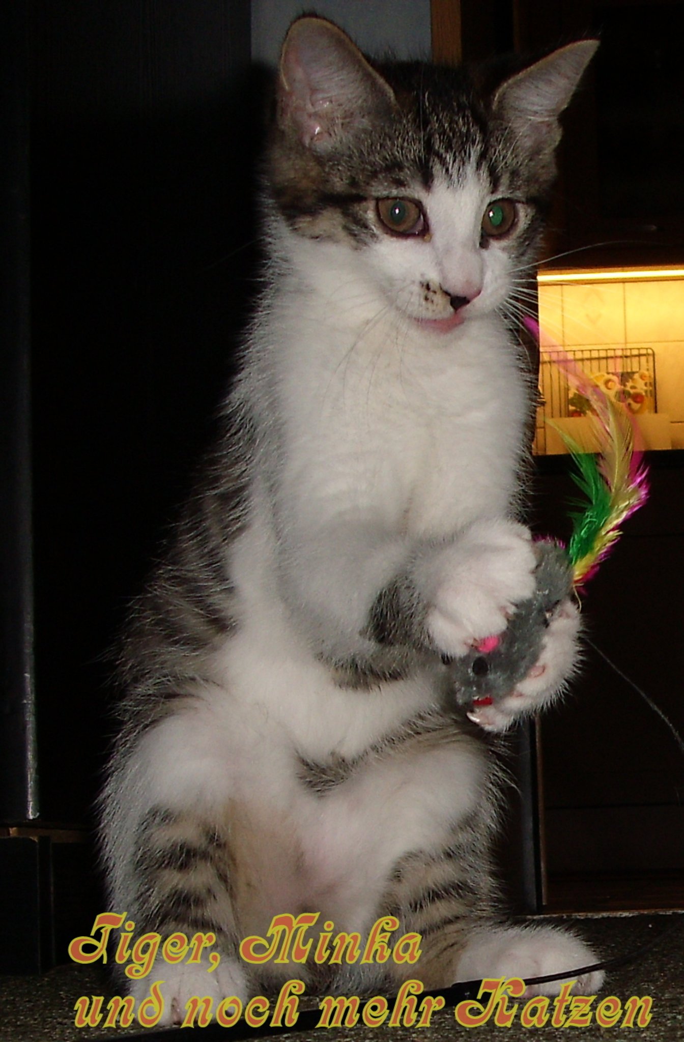 Tiger, Minka und noch mehr Katzen - Datteln