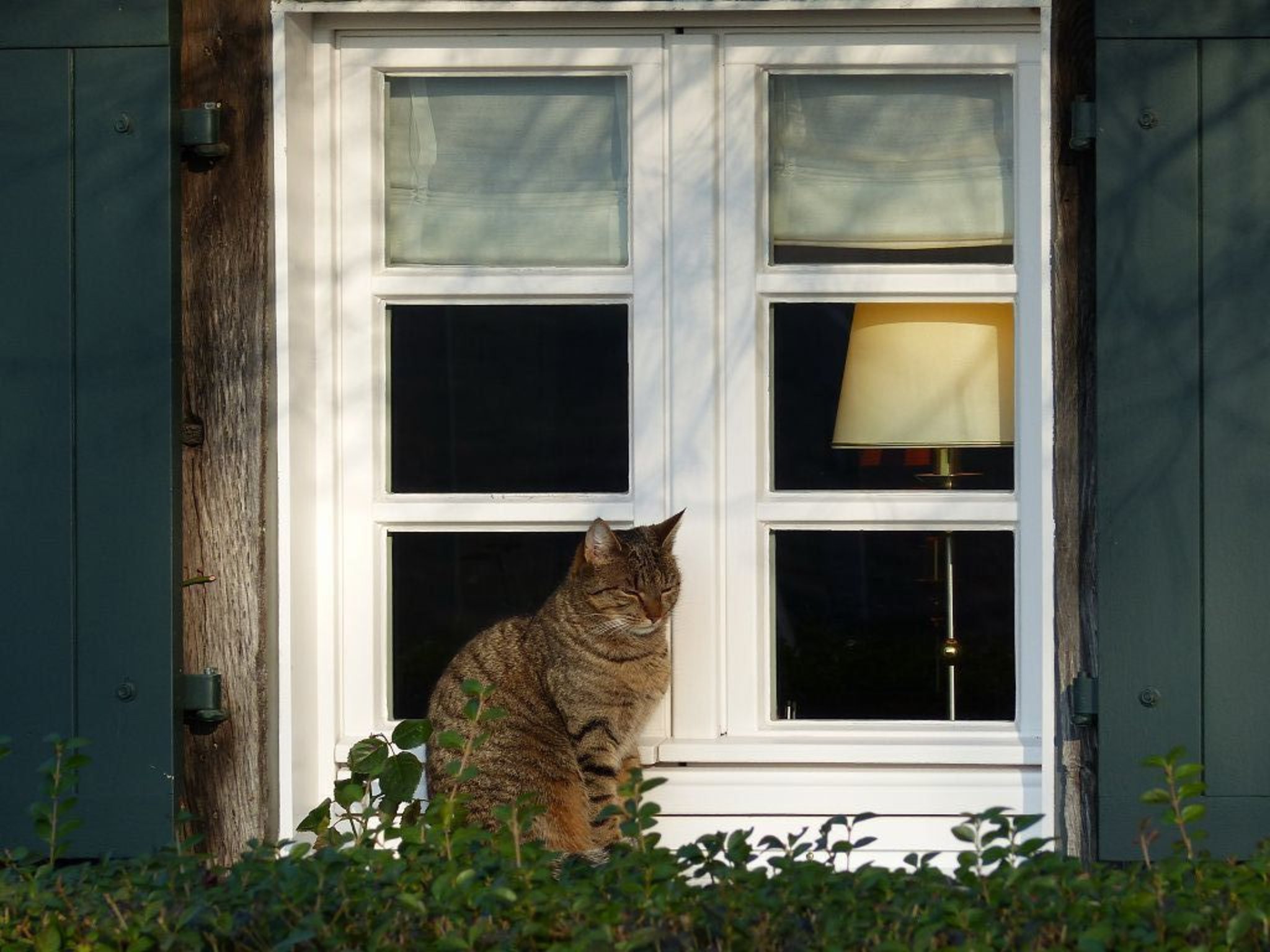 Auflösung Suchbild: Katze - Duisburg