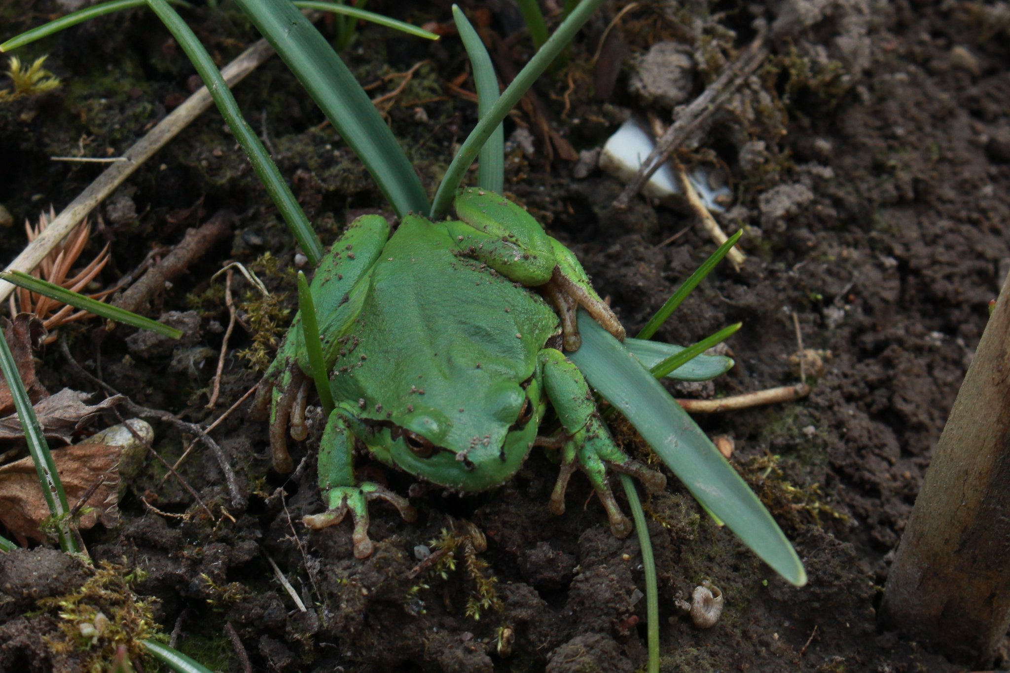 Grüner Frosch auf Wanderschaft im Garten - Unna