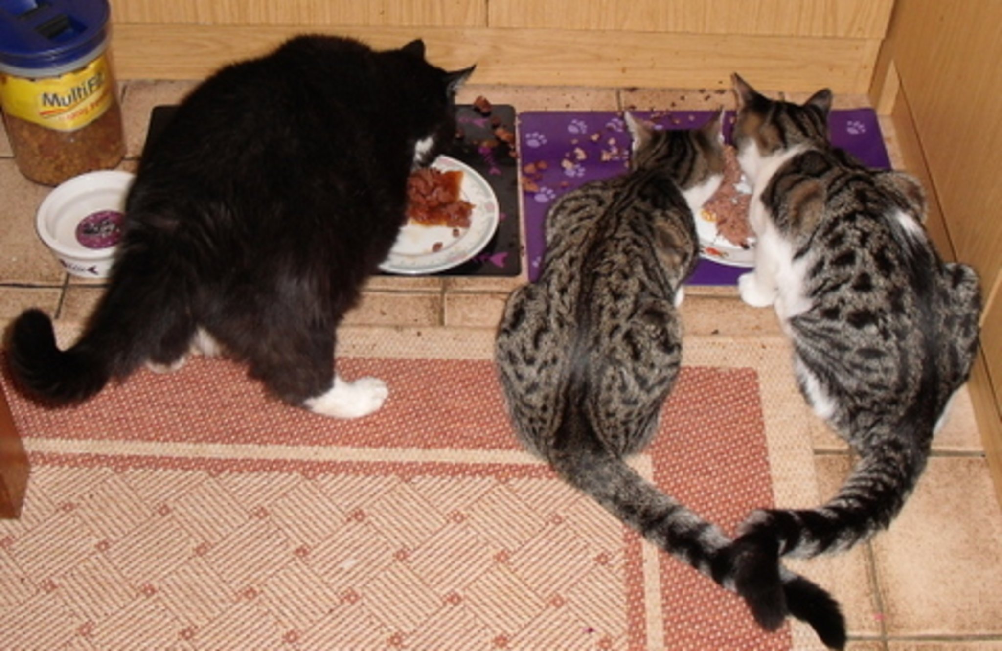 Tiger, Minka und noch mehr Katzen Kap. 11-14 - Datteln