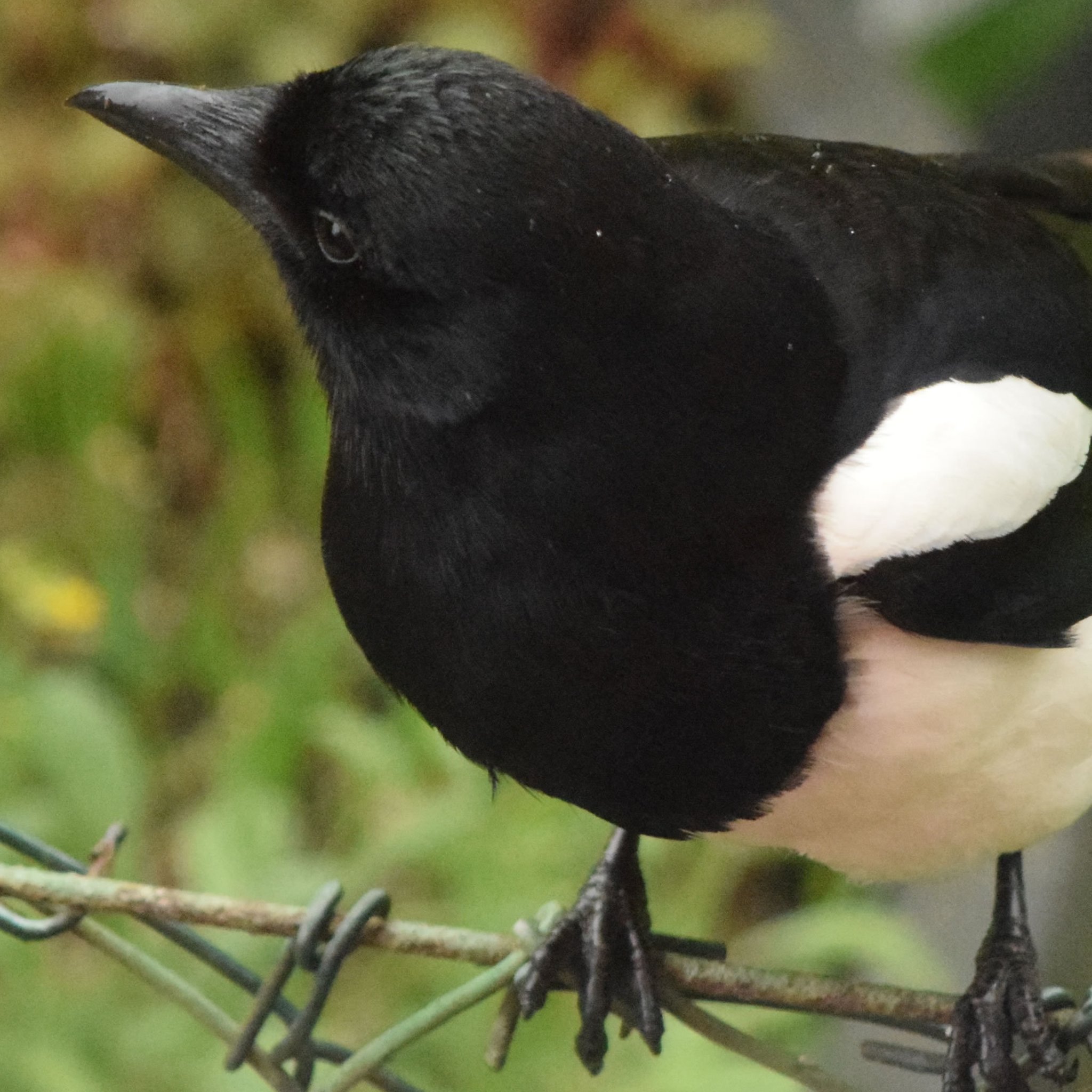 Die Elster - Arnsberg