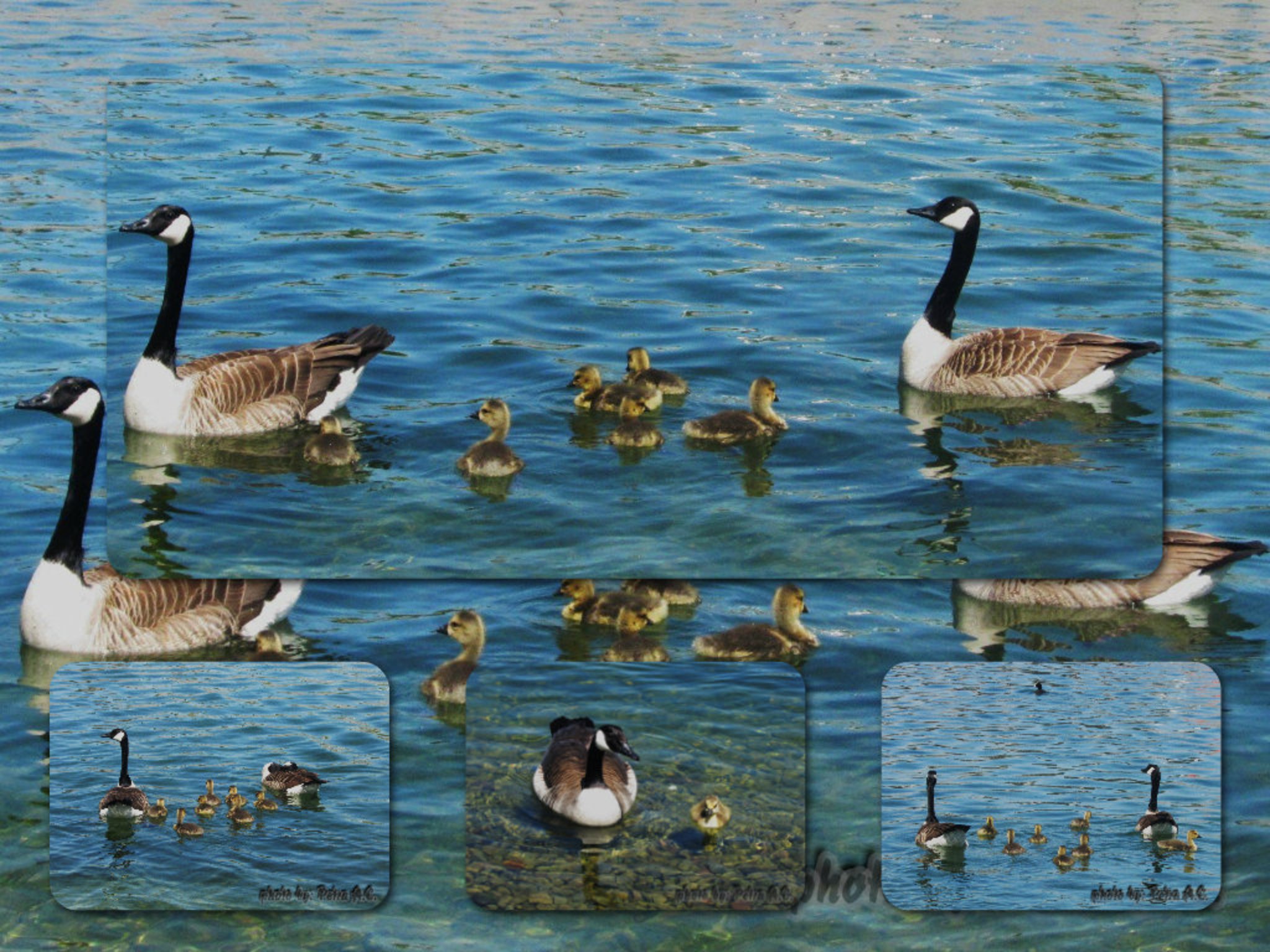 Hulle, hulle Gänschen: Eine WILDGANS-Familie on Tour - Unna