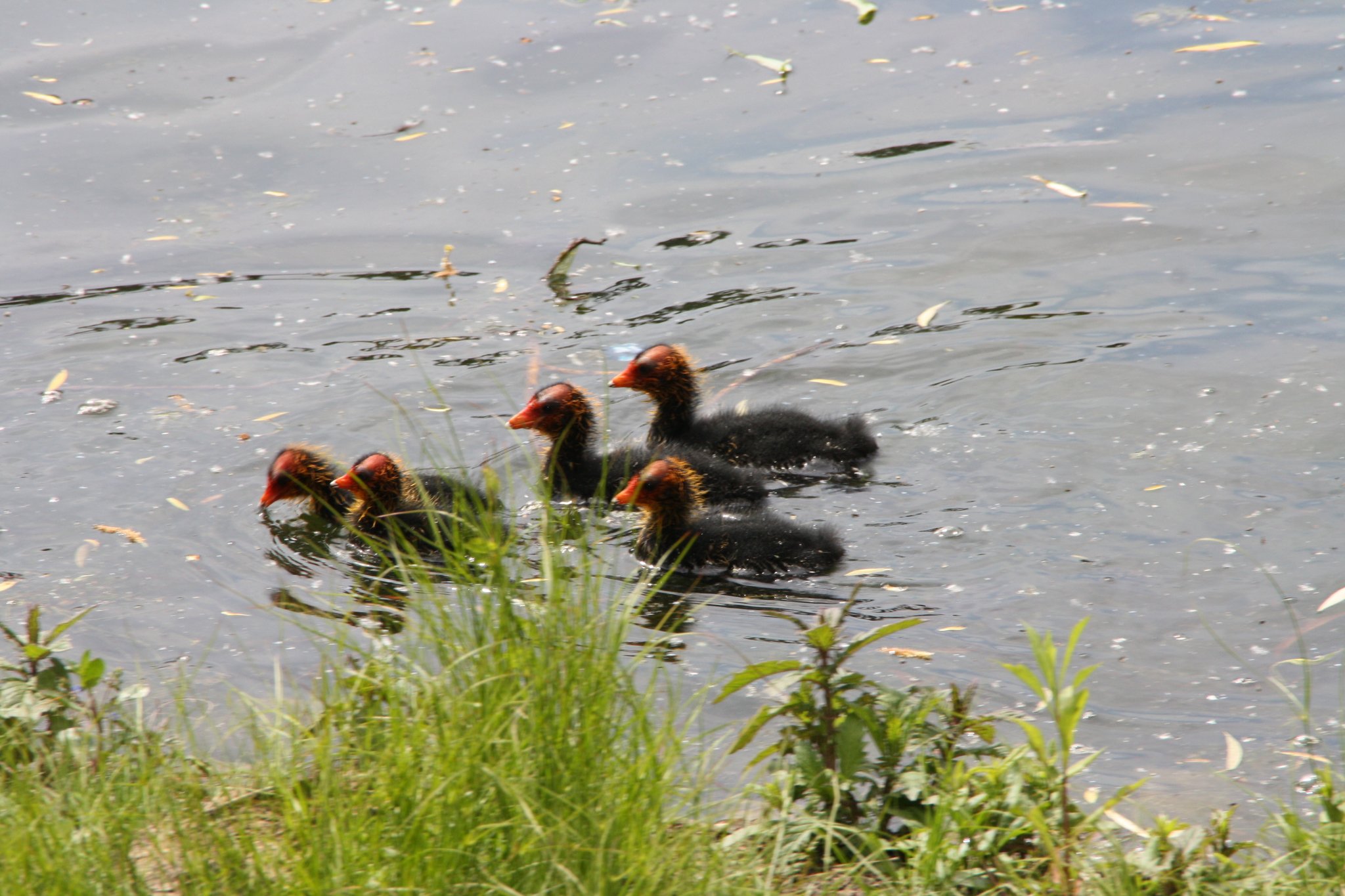 Wie aus dem E i gepellt - Gladbeck