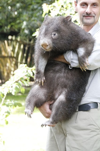 Riesenfreude - neue Wombats im Zoo Duisburg - Duisburg