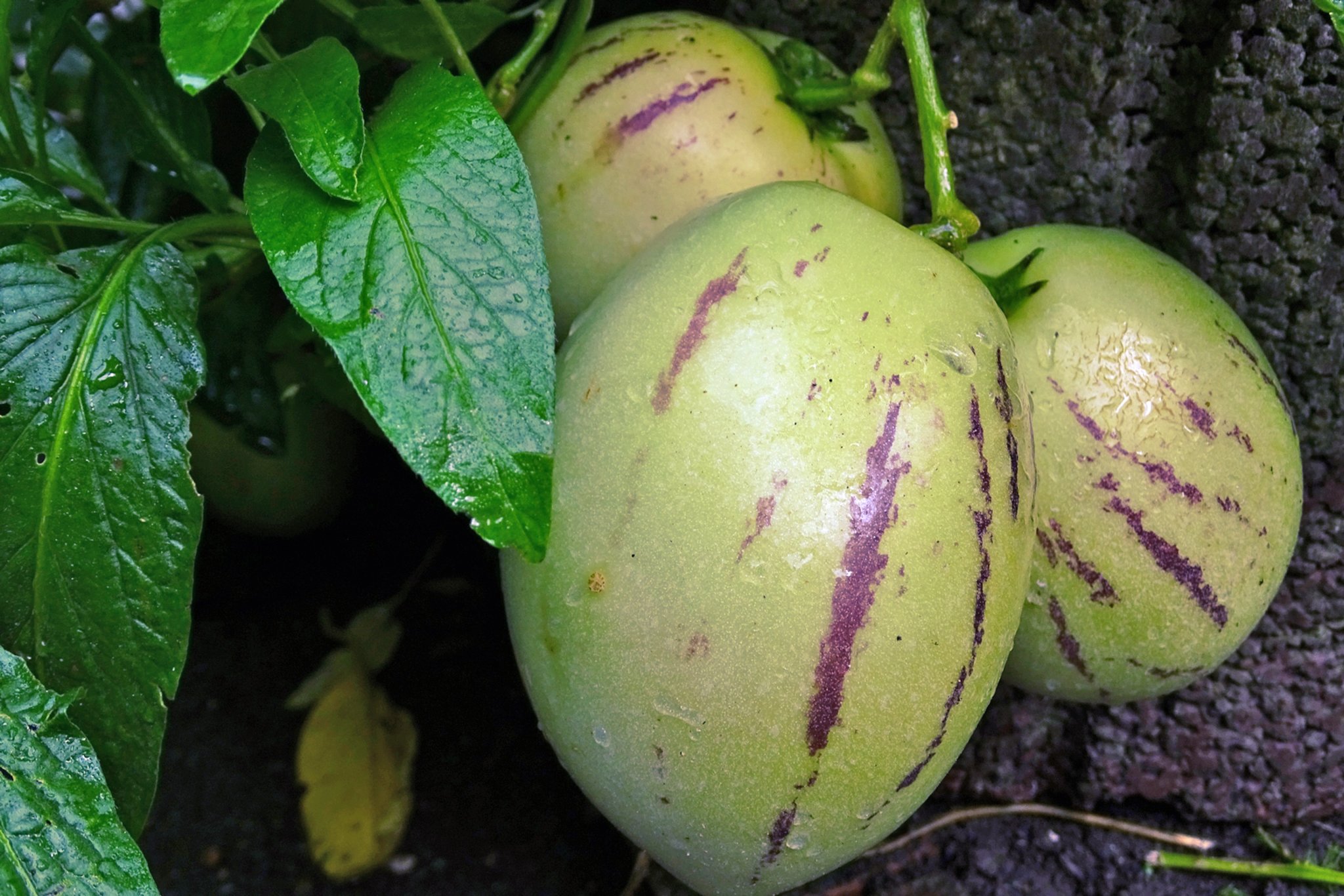 Pepino Gold - Duisburg