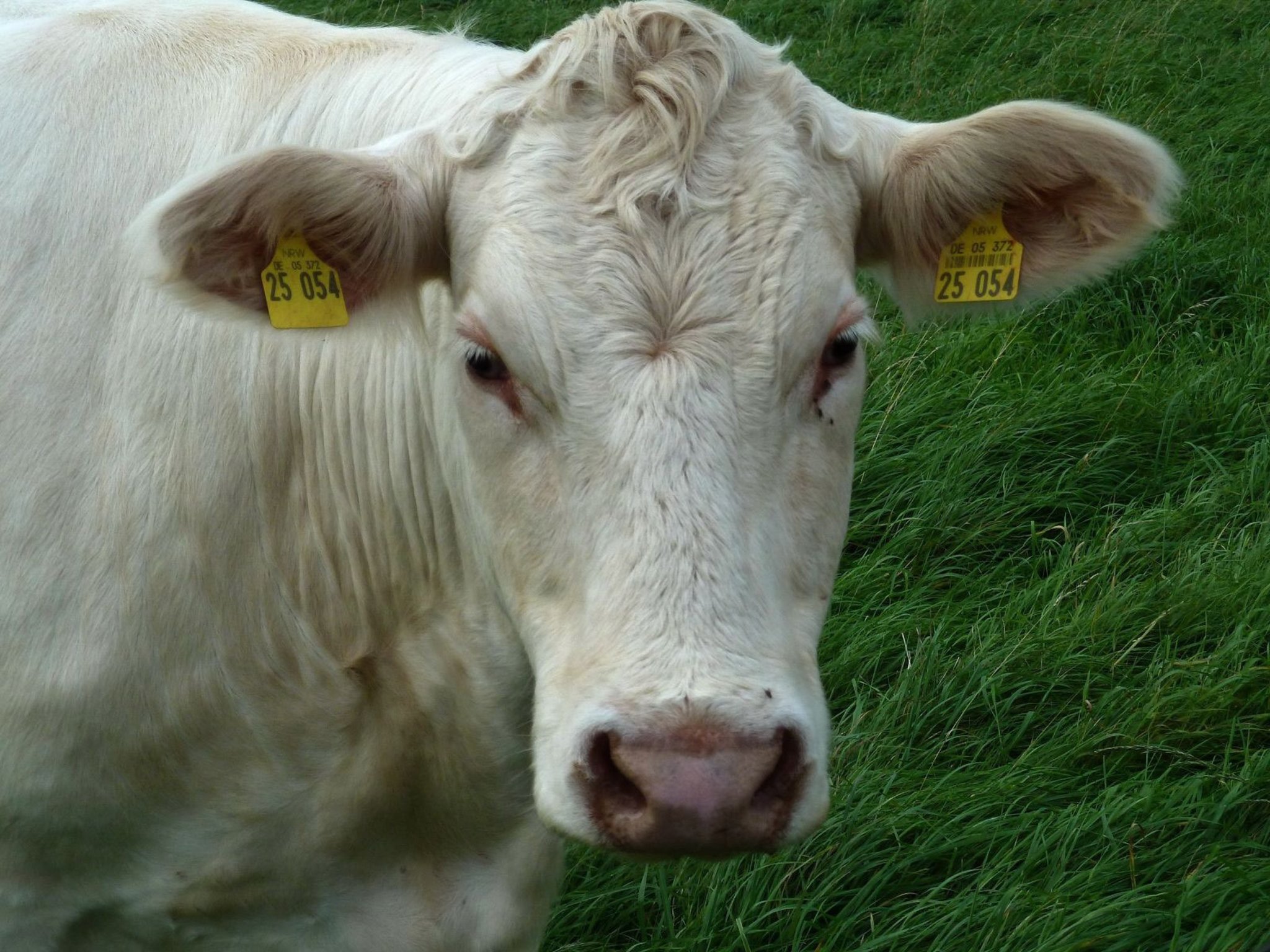 Charolais-Rinder - Duisburg