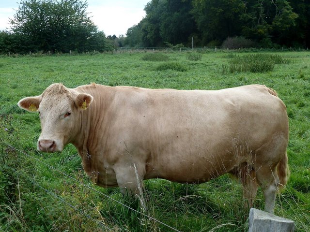 Charolais-Rinder - Duisburg