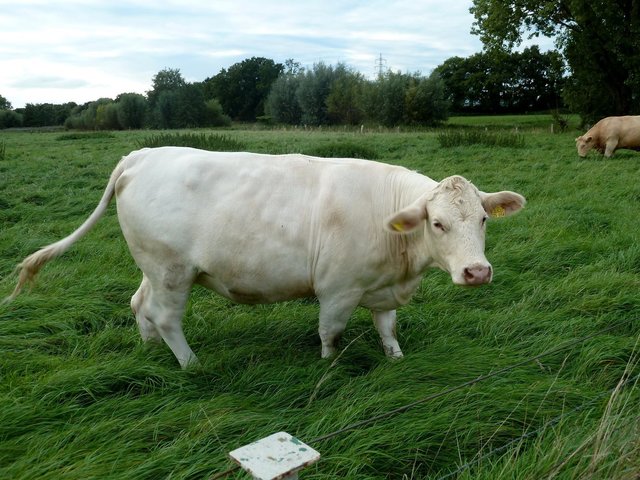 Charolais-Rinder - Duisburg