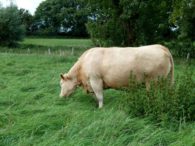 Charolais-Rinder - Duisburg