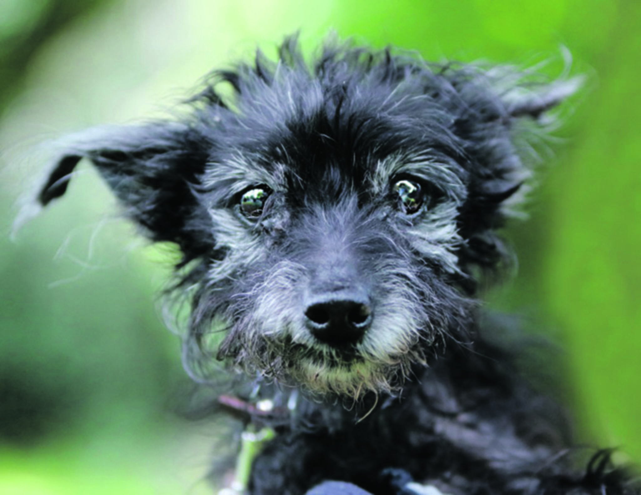 Hunde-Omi Fluse (14) ist ganz schön pfiffig - Essen-Ruhr