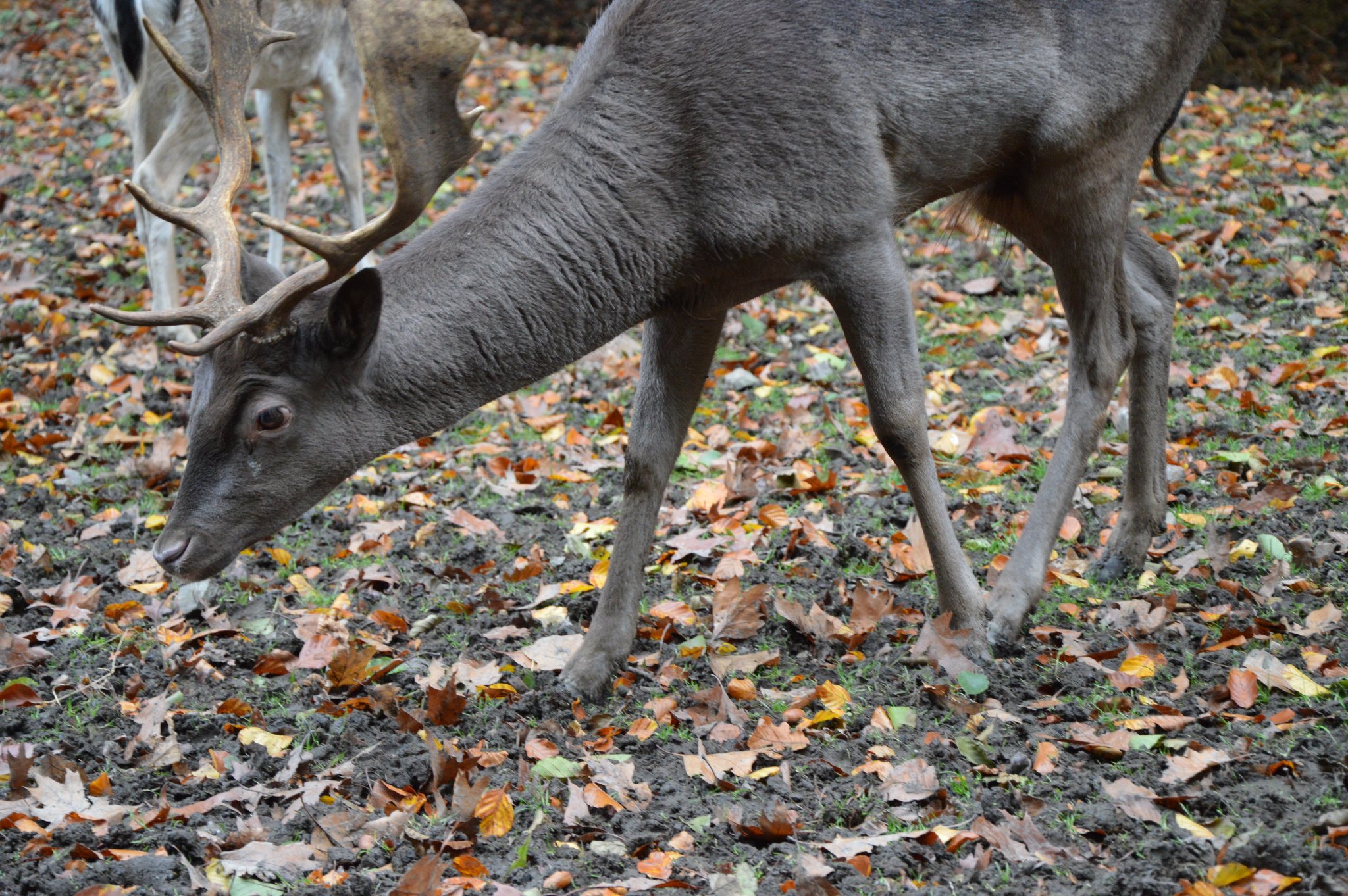 Die Hirsche von Gevelsberg - Schwelm