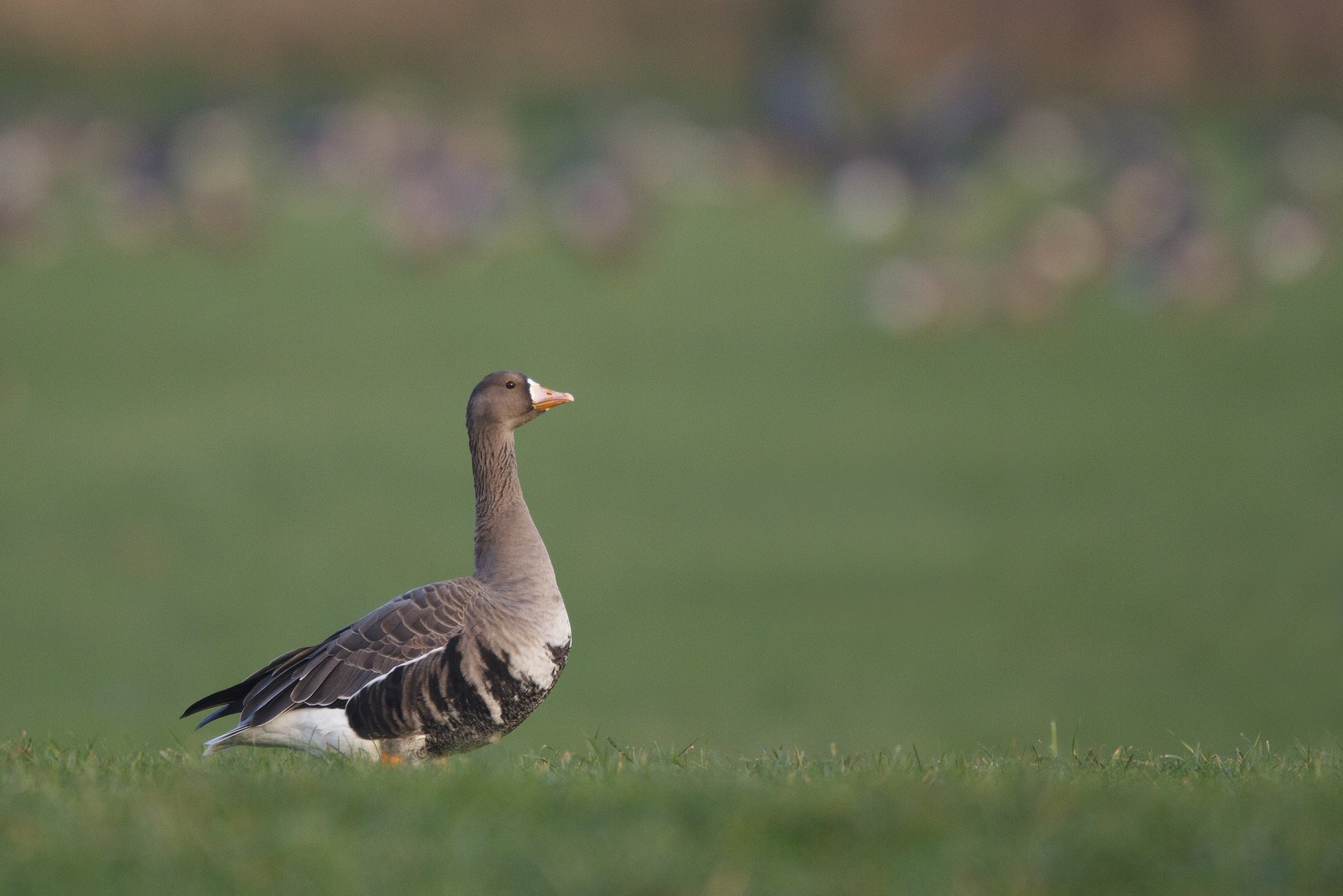Wildgänse – ein einzigartiges Naturschauspiel - Wesel