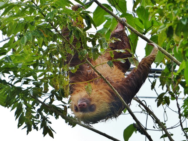 Wildlife: Zweifinger-Faultier - Essen-Süd