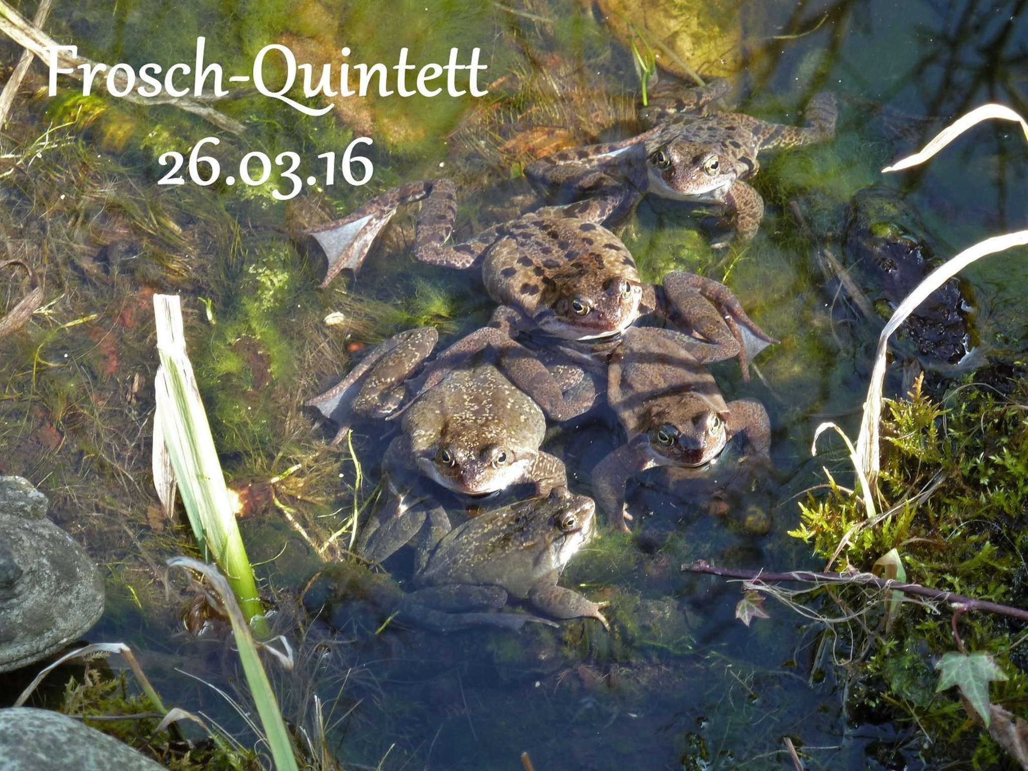 Unser Frosch-Quintett…… - Duisburg