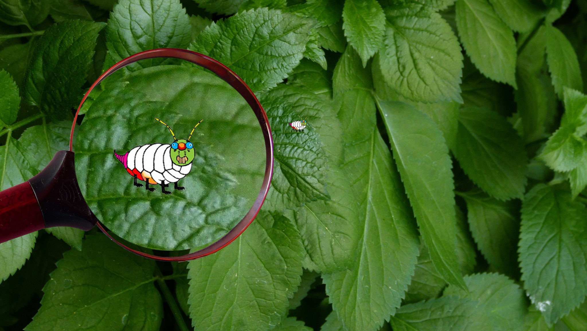 Gemeine Steinlaus (Petrophaga lorioti) - Neukirchen-Vluyn