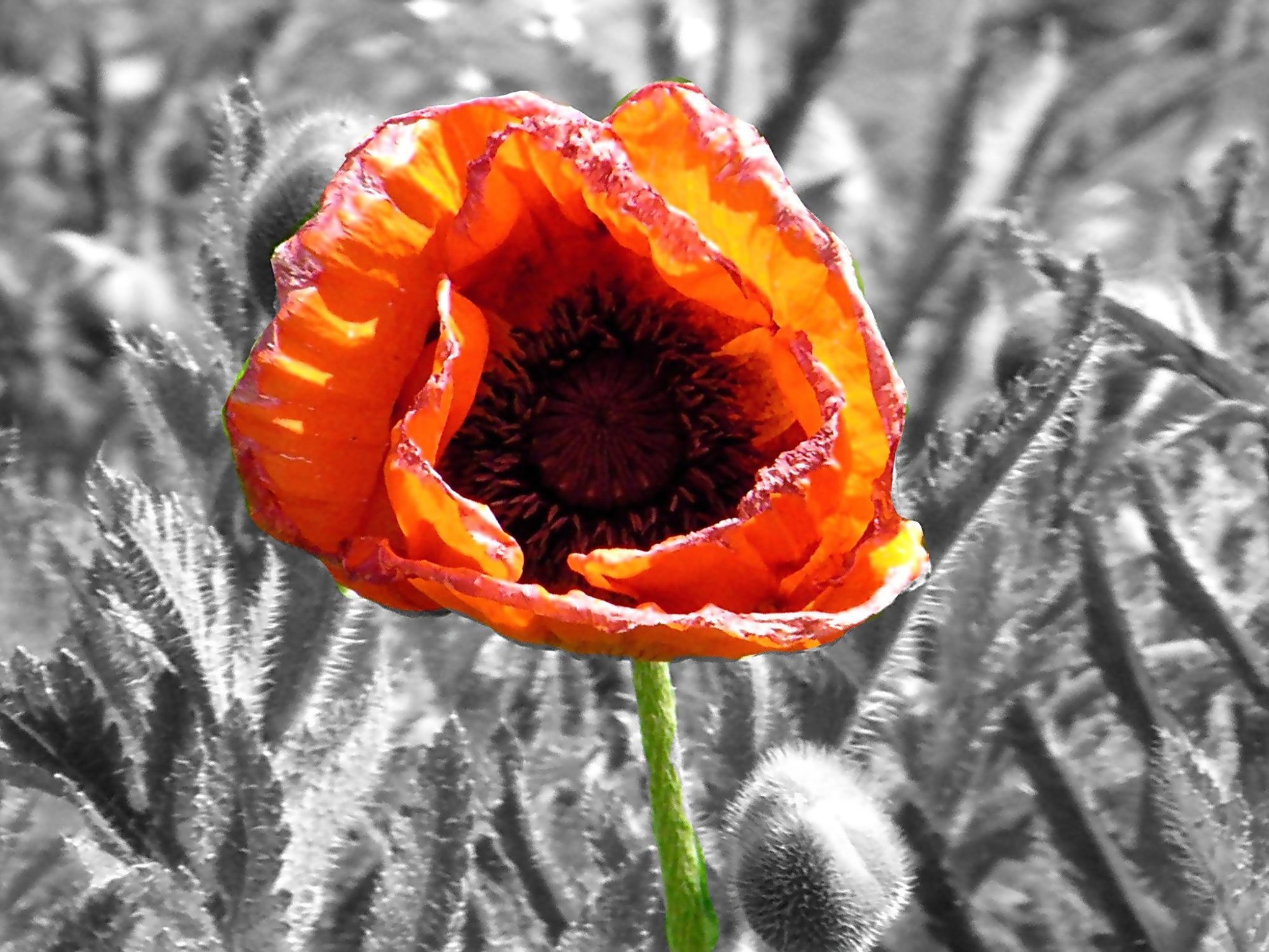 Türken-Mohn - Essen-Ruhr