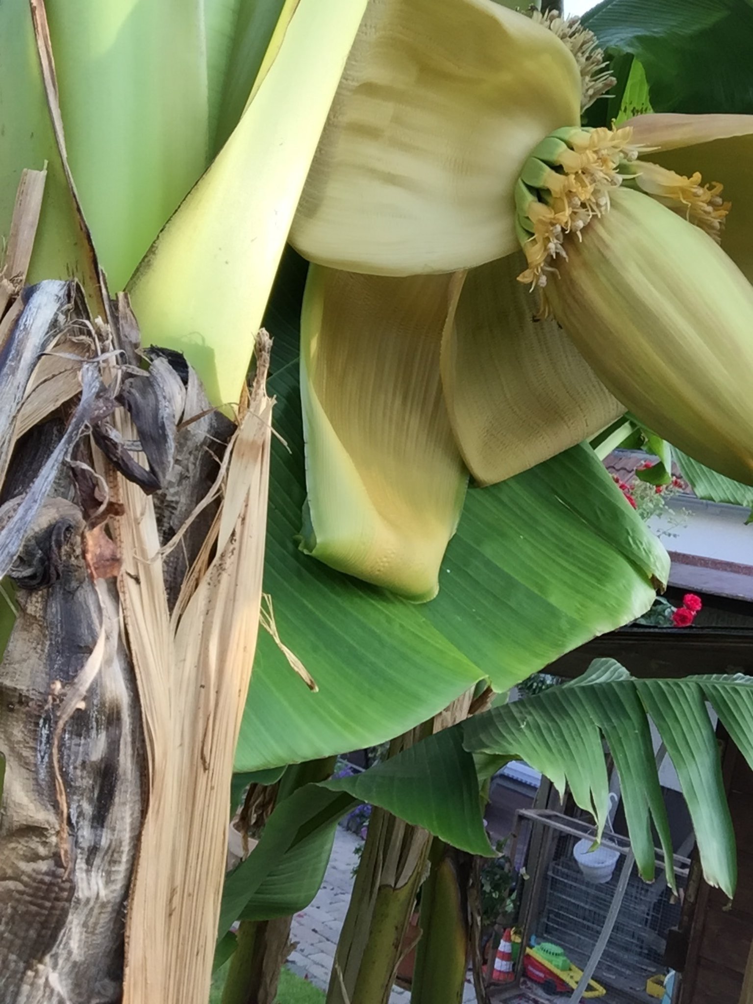 Die Bananenpalme blüht. - Castrop-Rauxel