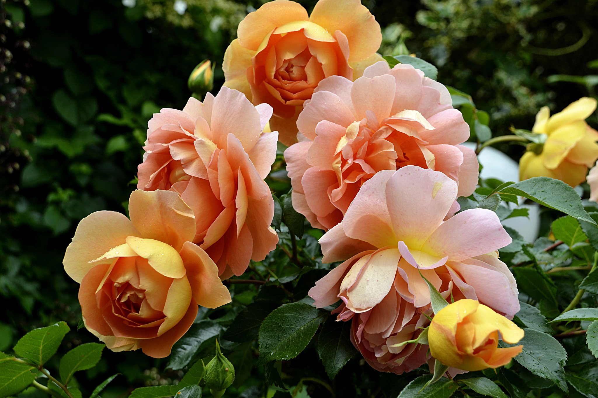 Eine Rose ist eine Rose ist eine Rose.... - Selm