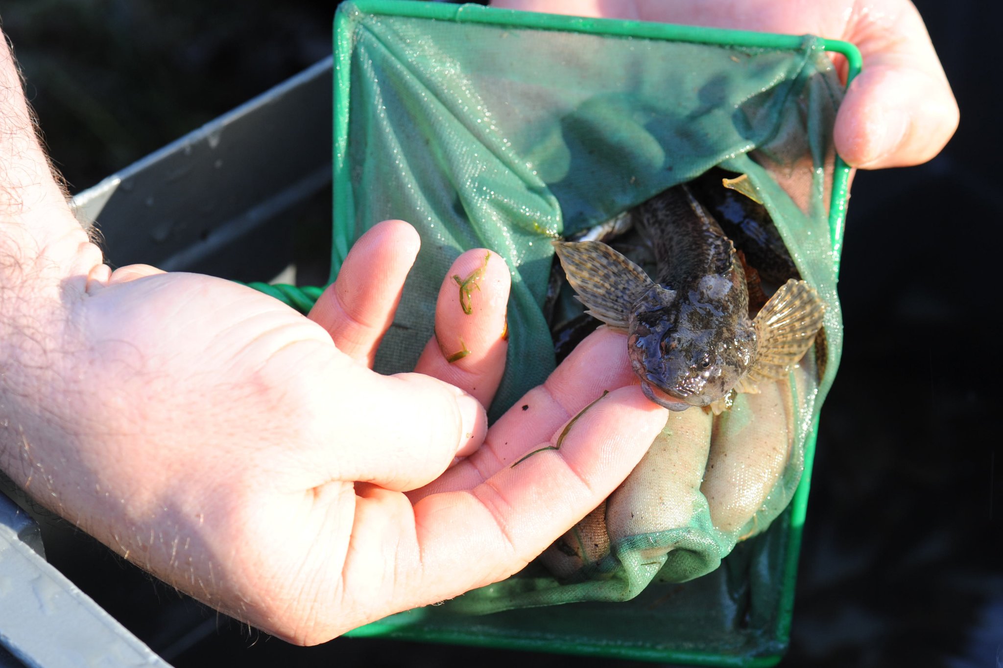 Die Groppe ist wieder da - Gladbeck