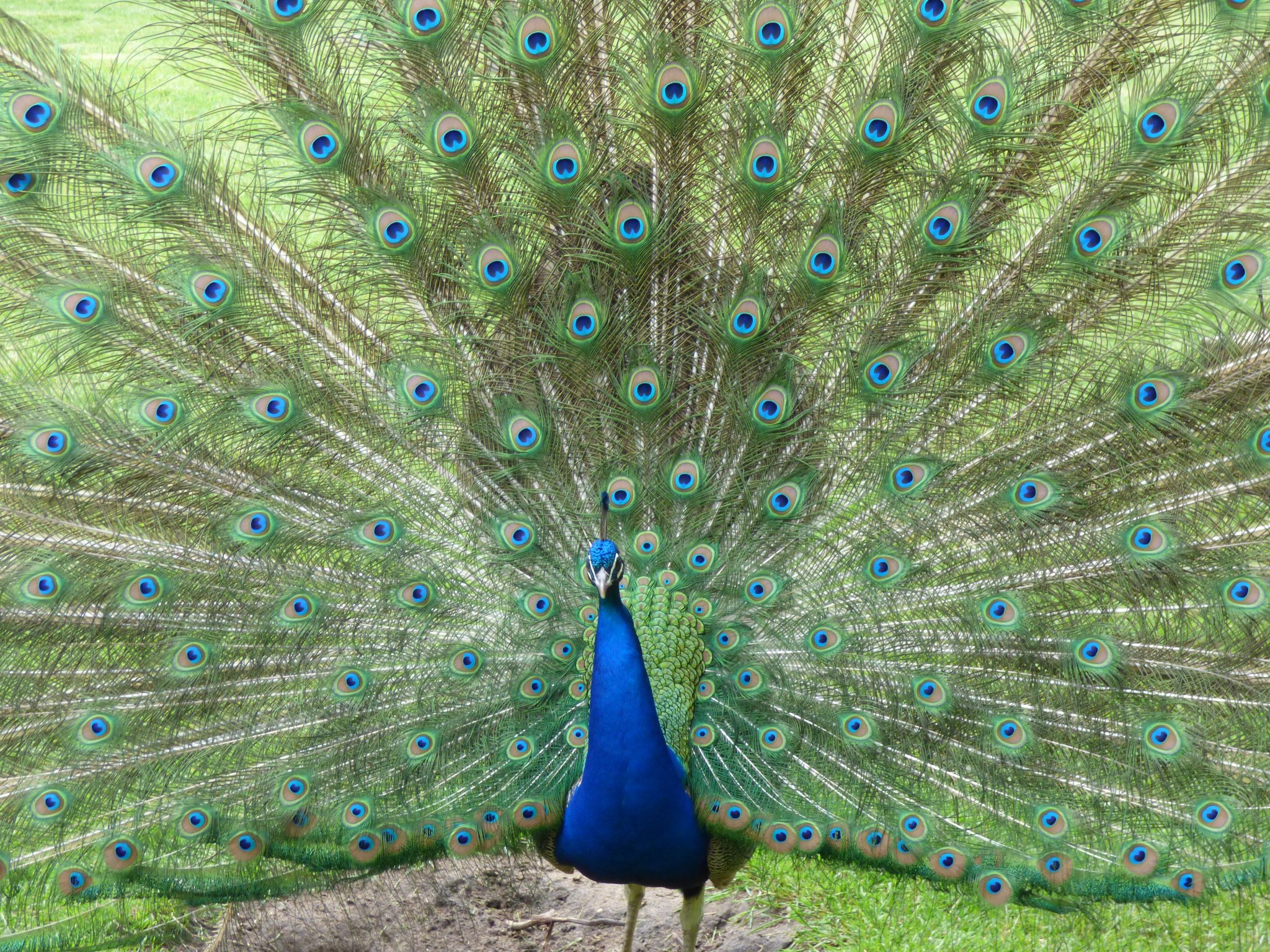 ein paar schöne Fotos von den Pfauen ..... - Isselburg
