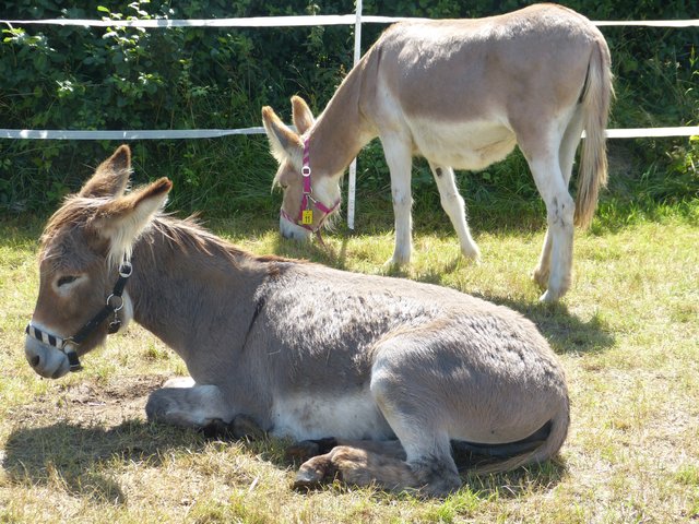 PPP Tage - Viele Esel in Wesel - Wesel