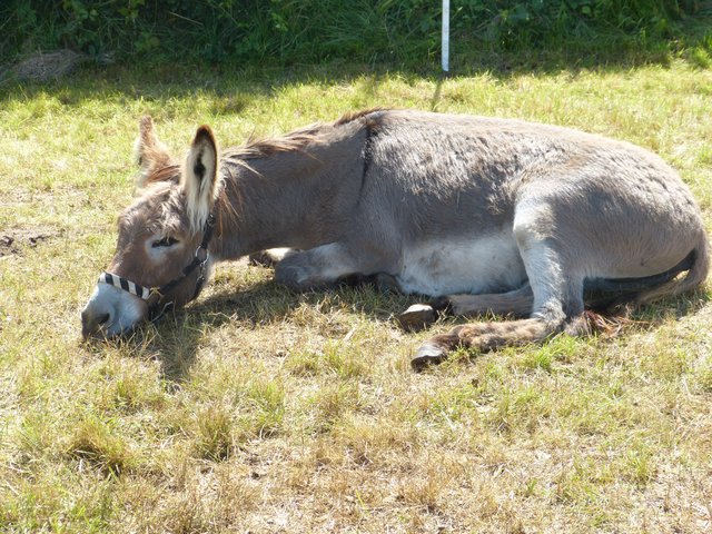 PPP Tage - Viele Esel in Wesel - Wesel