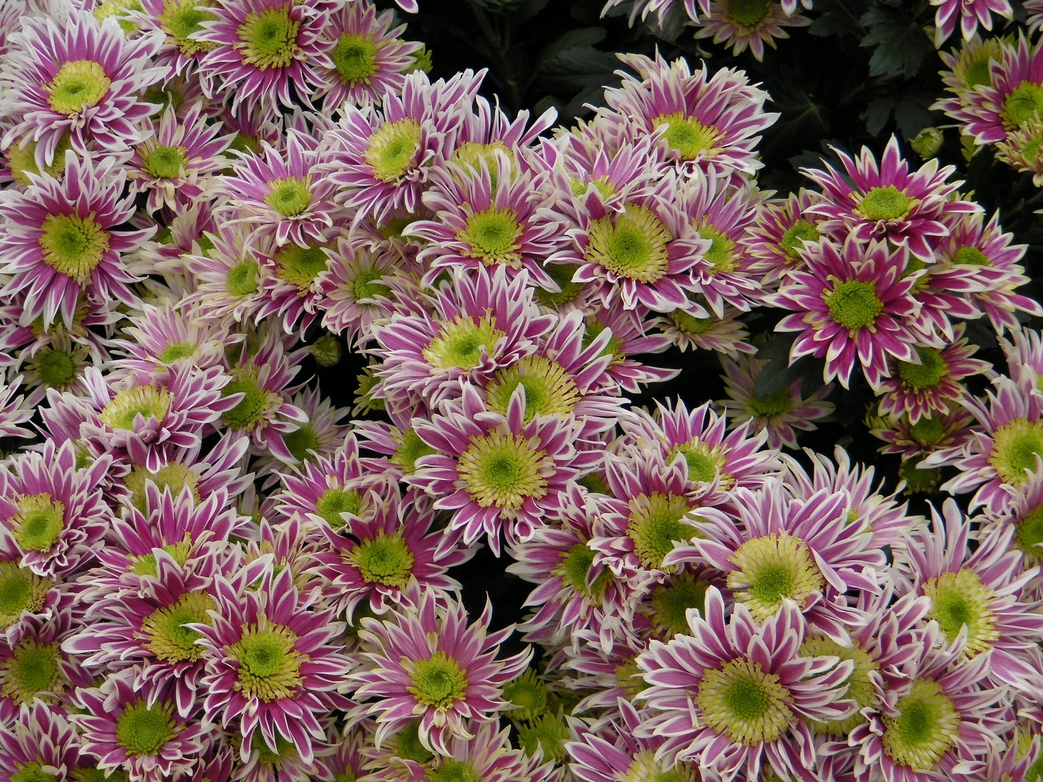 Die bunten Astern - Essen-Ruhr