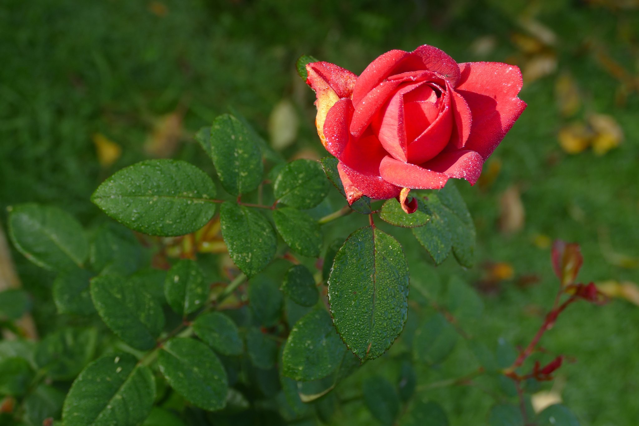 Capricia Renaissance neu geboren... - Bedburg-Hau