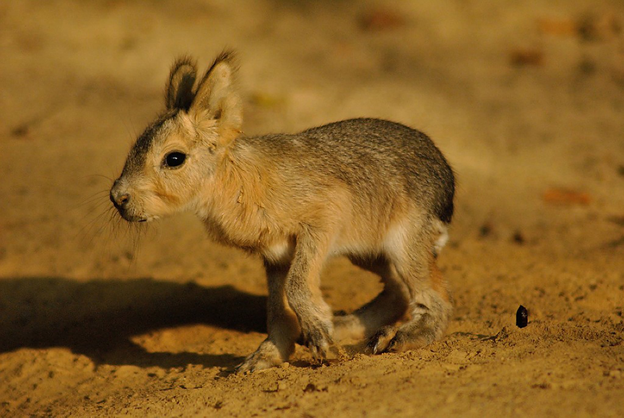 Nachwuchs in der Pampas – Großer Mara im Dortmunder Zoo geboren ...