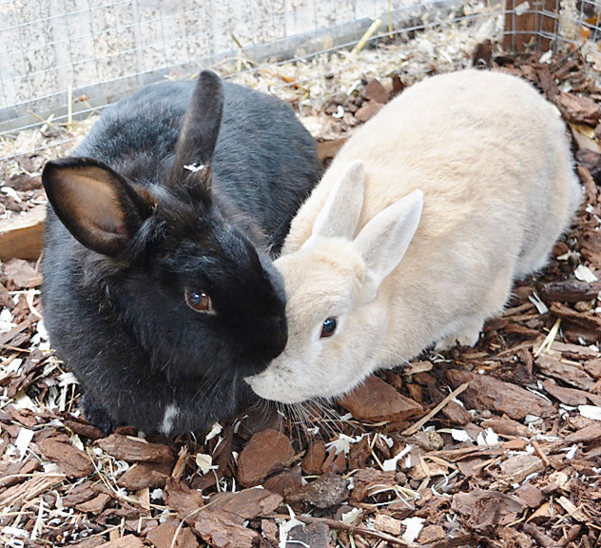Unzertrennliche Hoppler suchen nach ihrem Glück - Marl